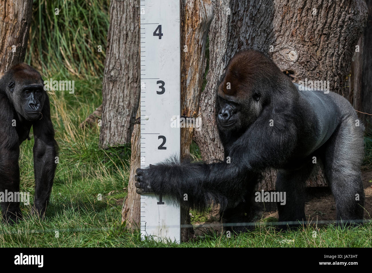 Guy the gorilla london zoo hi-res stock photography and images - Alamy