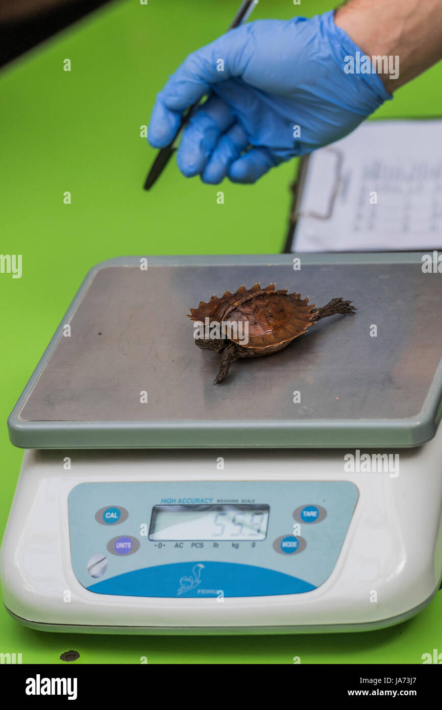 At london zoo the turtle hi-res stock photography and images - Alamy