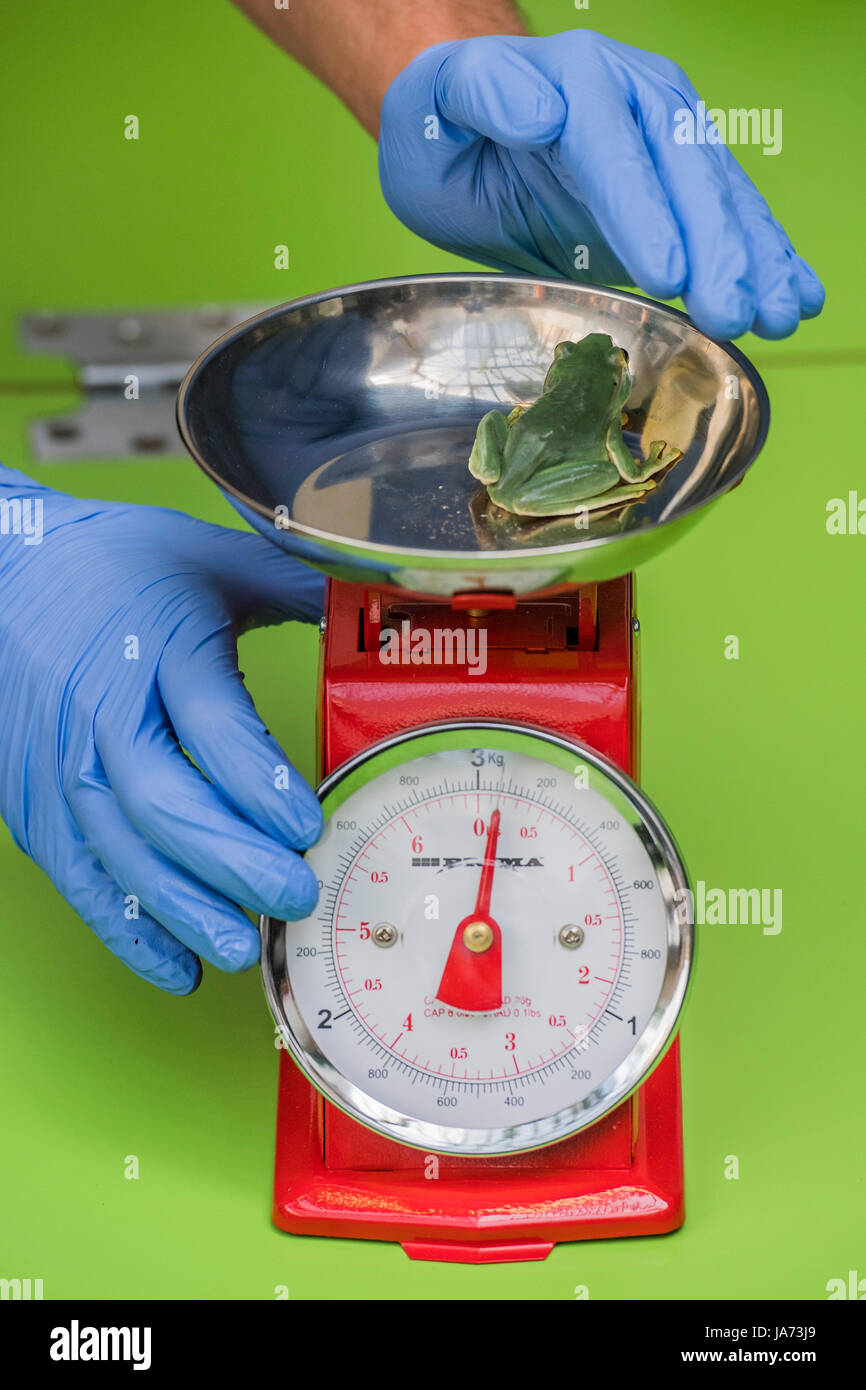 Frog in a bowl hi-res stock photography and images - Alamy