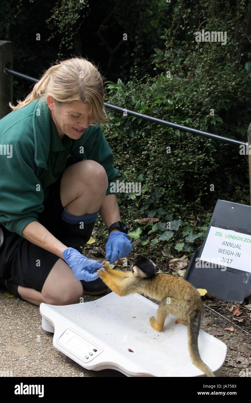 (170824) -- LONDON, Aug. 24, 2017 (Xinhua) -- A squirrel monkey is ...