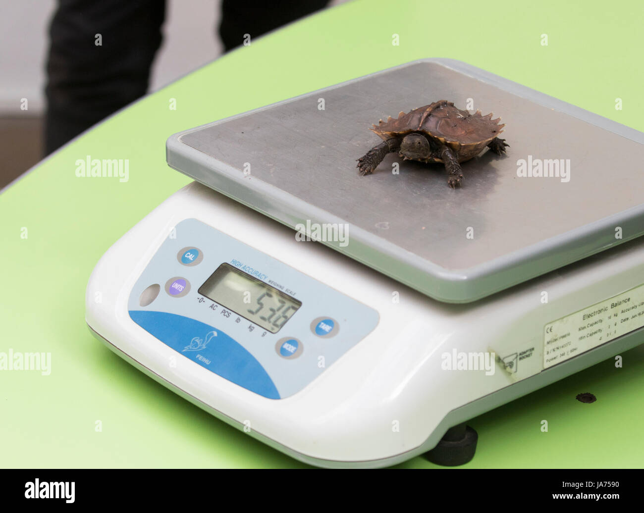 At london zoo the turtle hi-res stock photography and images - Alamy