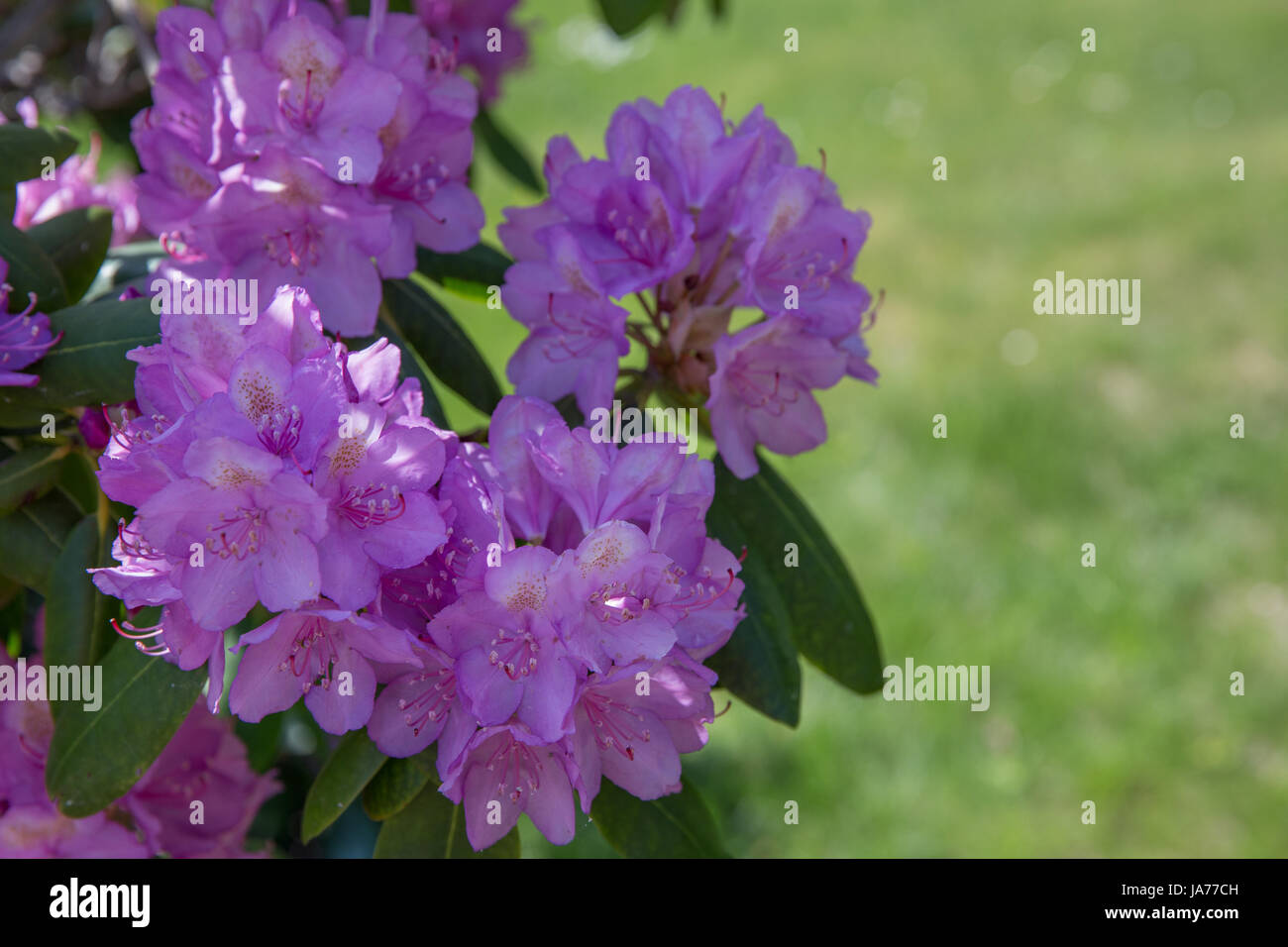 Pink rhododendronflower rhododendron hi-res stock photography and ...