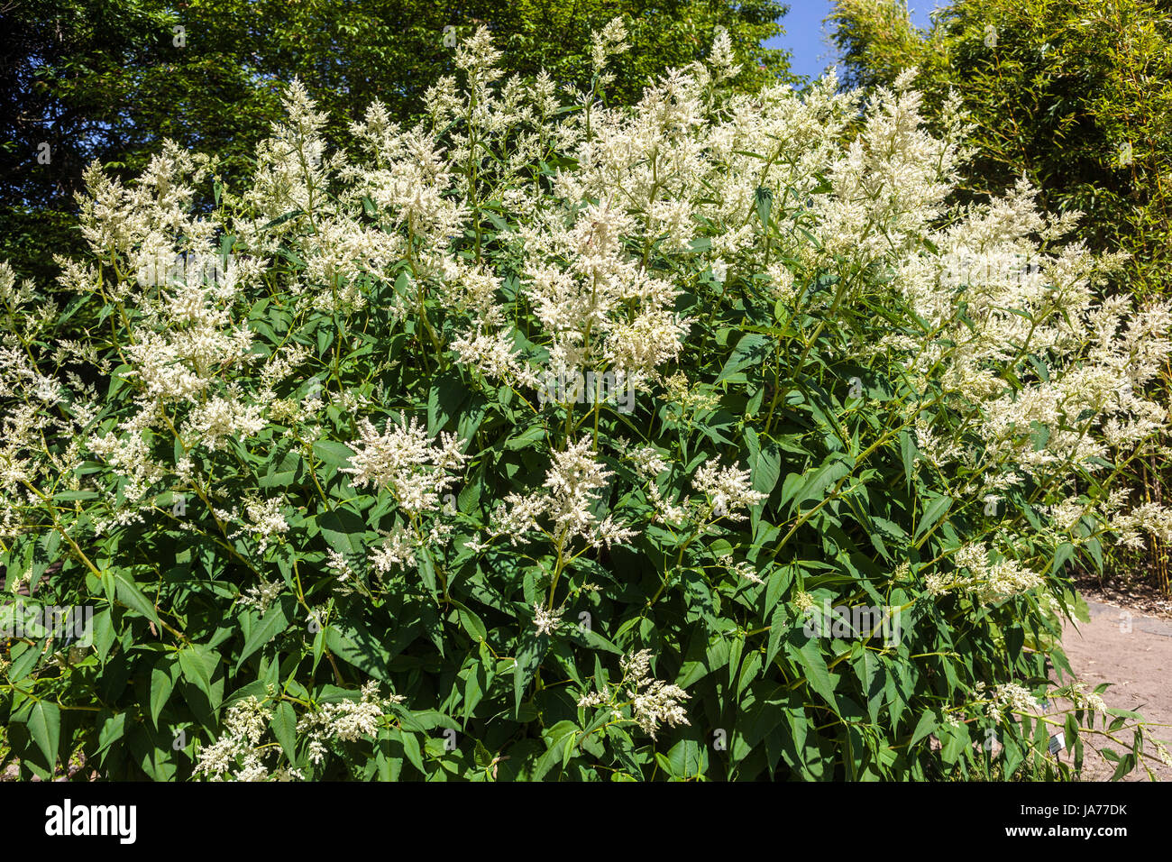 Polygonum polymorphum. knotweed Stock Photo - Alamy