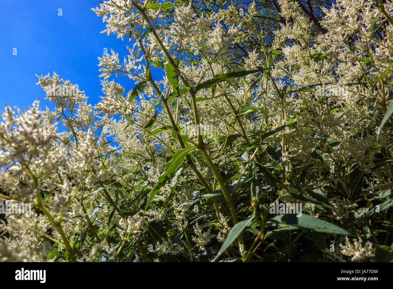 Polygonum polymorphum. knotweed Stock Photo - Alamy
