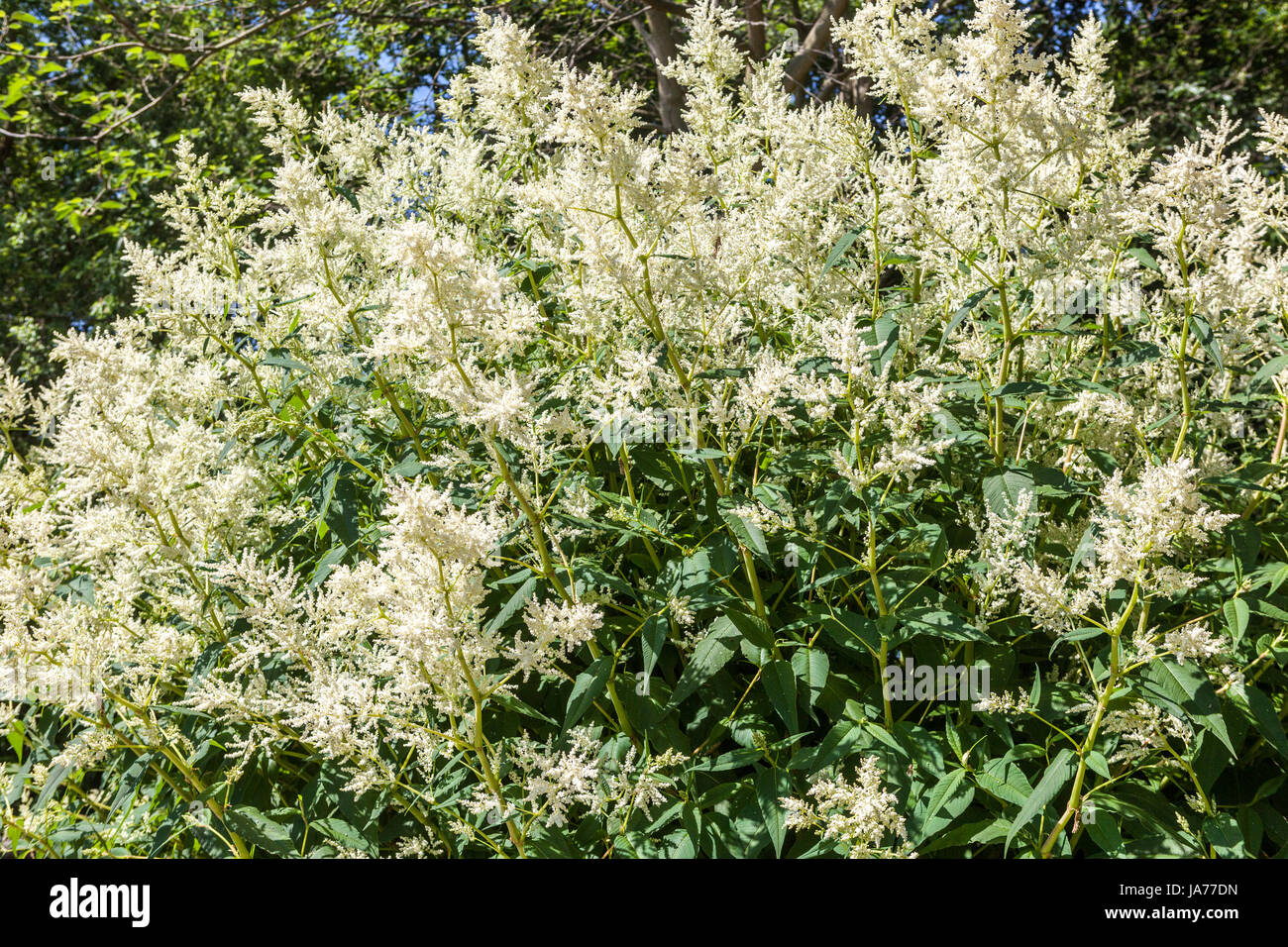 Polygonum polymorphum. knotweed.tall garden plant Stock Photo - Alamy