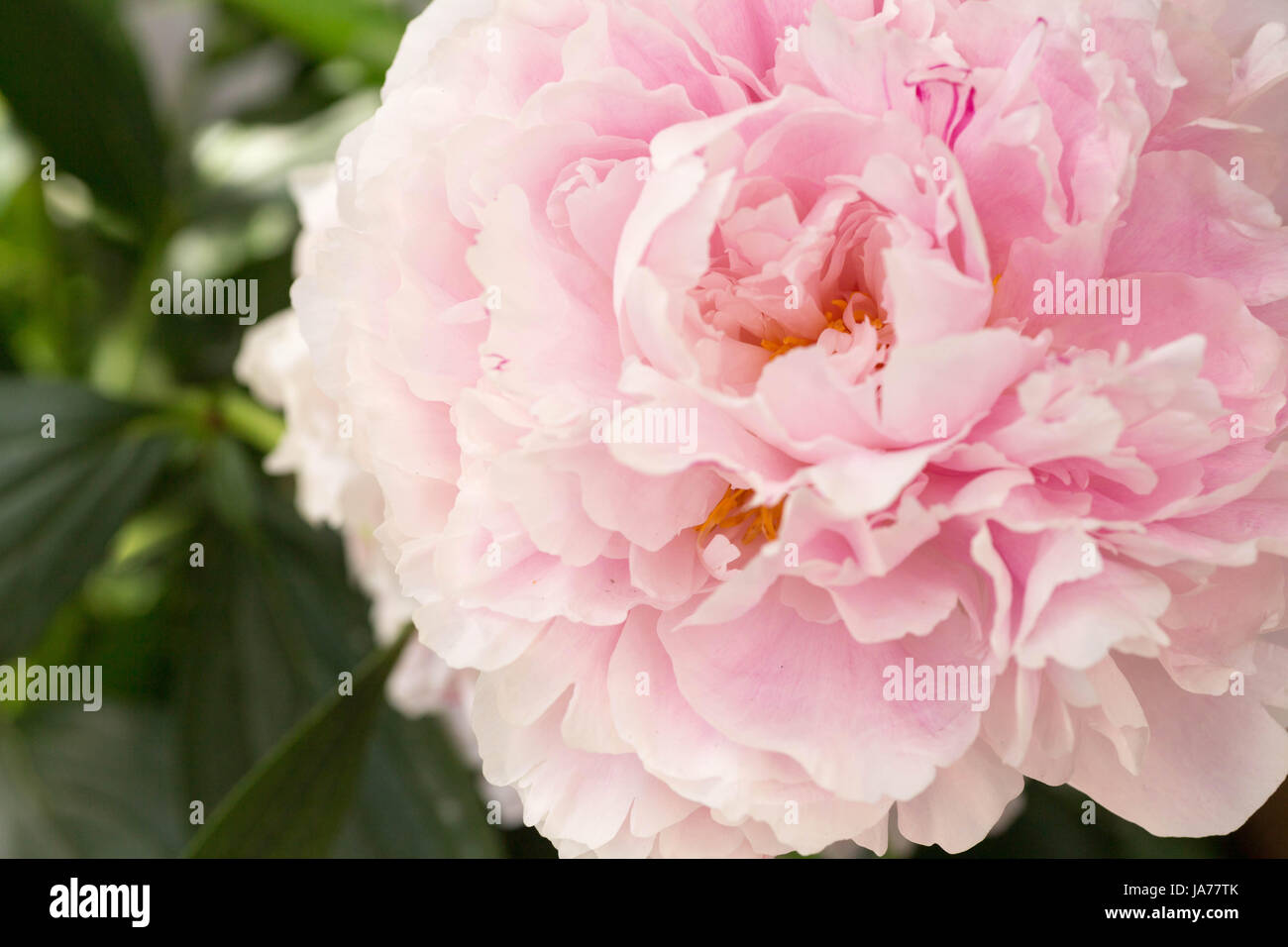 Peony flowers blooms hi-res stock photography and images - Alamy