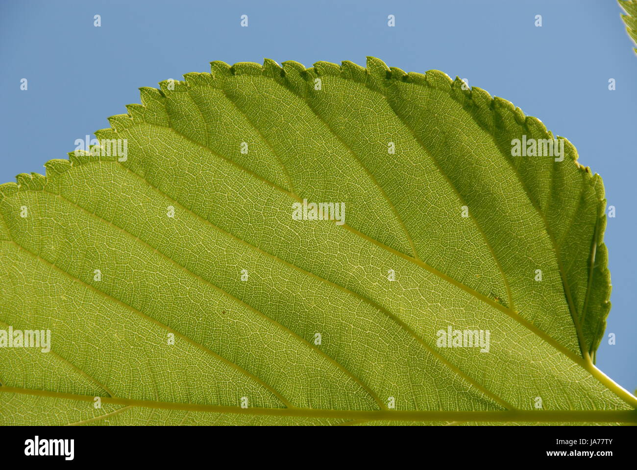 leaf, green, fine, structure, leaf, leaves, conservation of nature ...