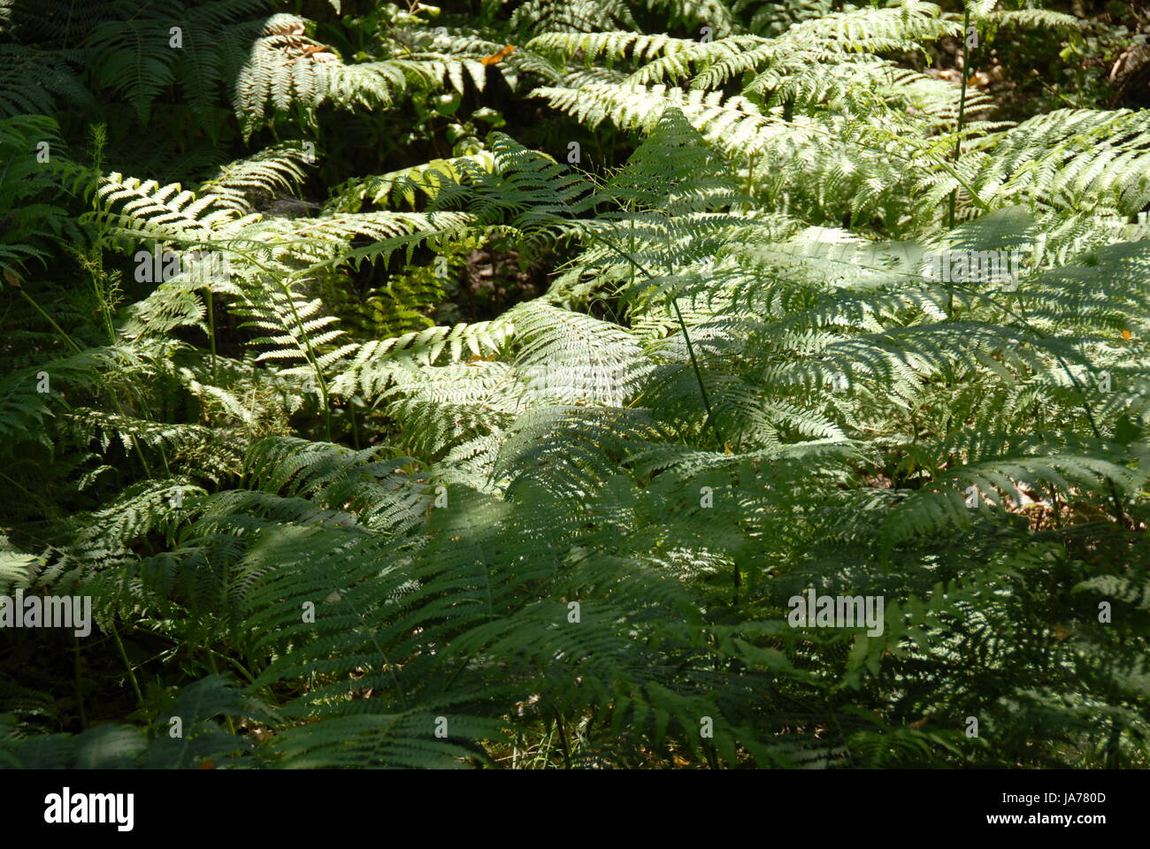 leaf, green, leaves, fern, structure, shaddow, shadow, nature, shadows ...