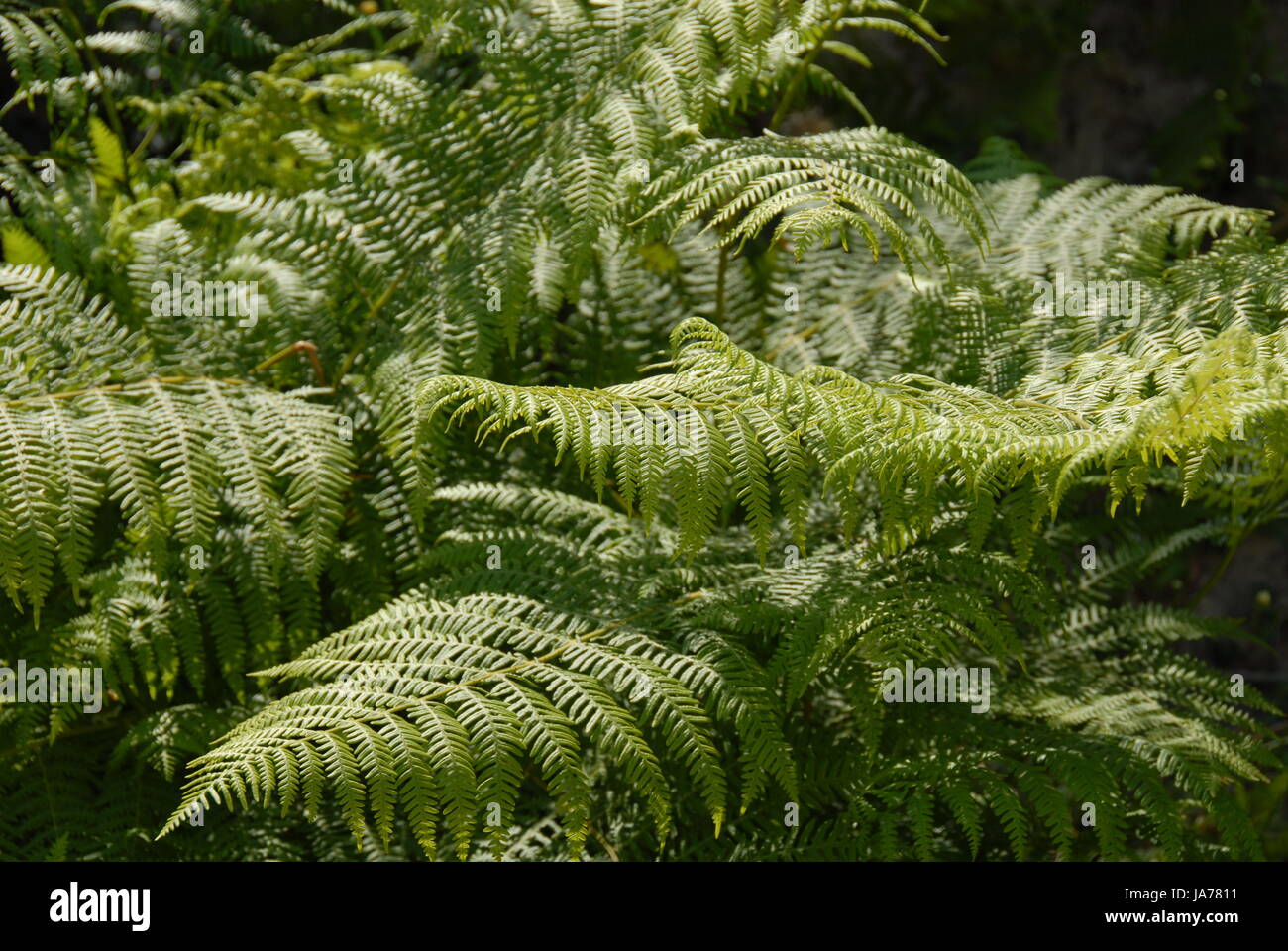 leaf, green, leaves, fern, structure, shaddow, shadow, nature, shadows ...