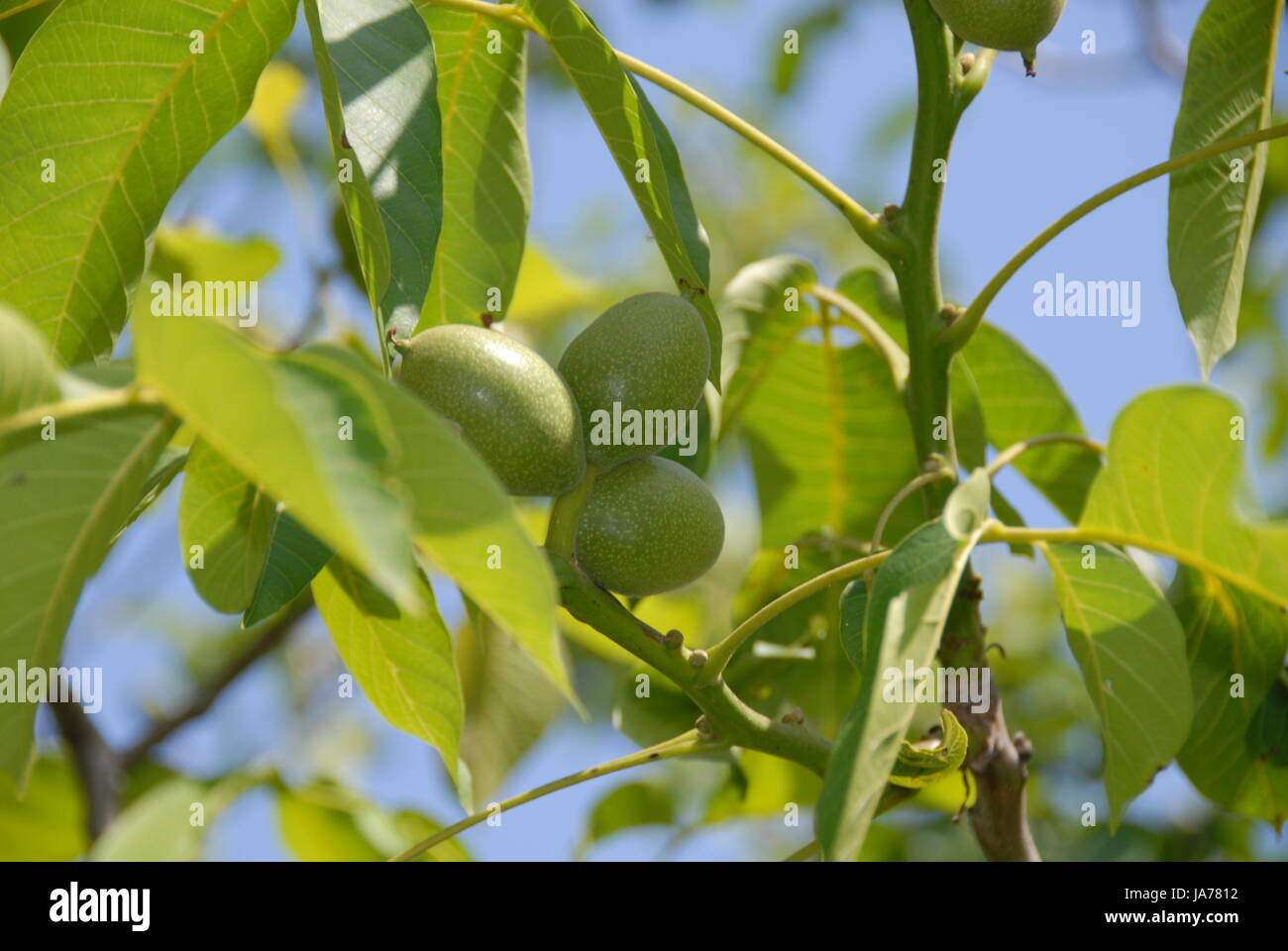 tree, green, leaves, fruit, nuts, nut, walnut, walnut tree, tree, green ...