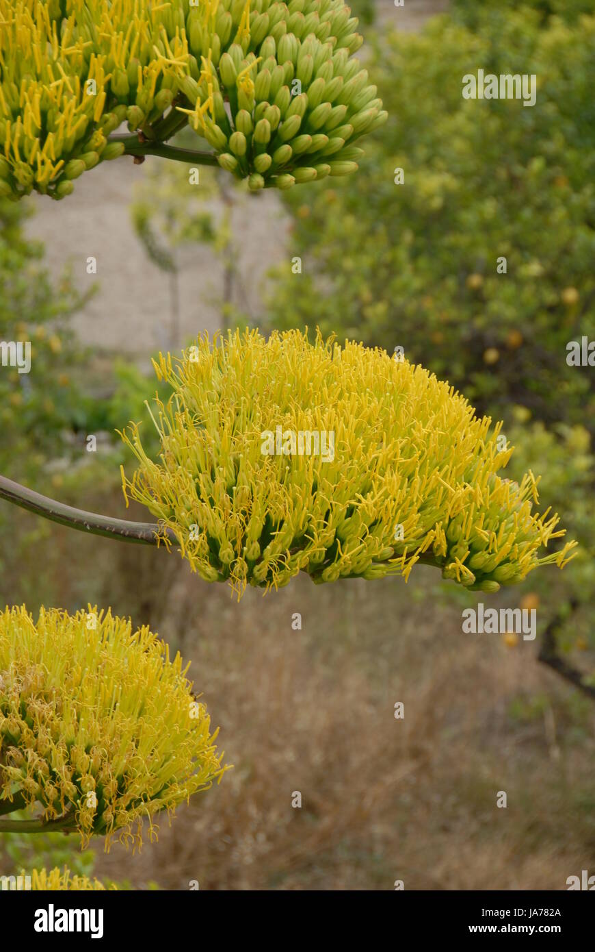 agave in spain Stock Photo - Alamy