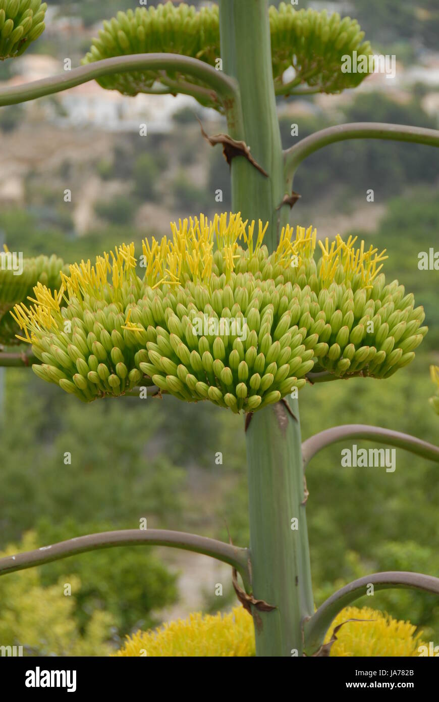 leaves, biological, grow, plant, nature, worms eye, life, exist ...