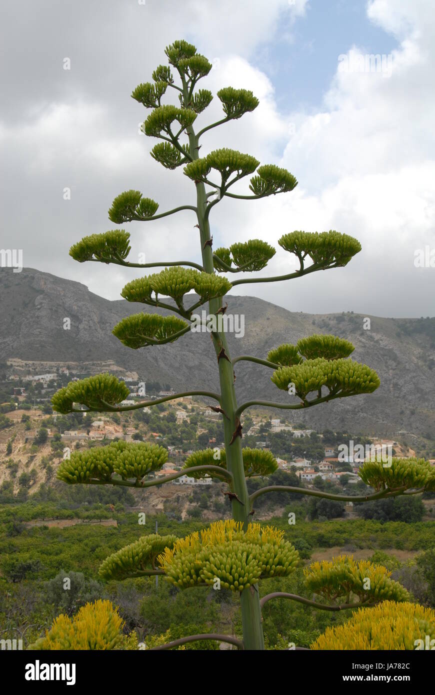 agave in spain Stock Photo - Alamy