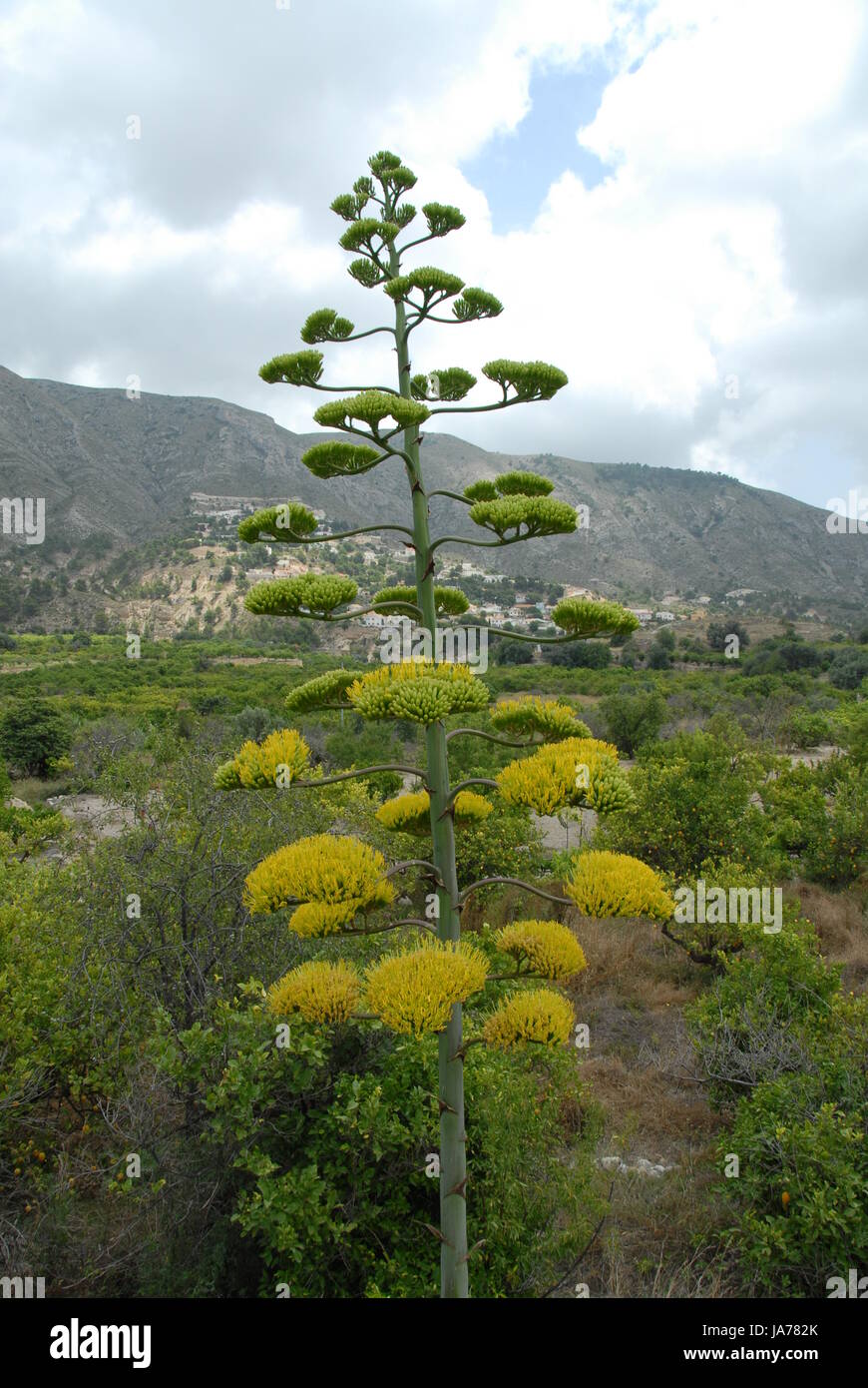 leaves, biological, grow, plant, nature, worms eye, life, exist ...