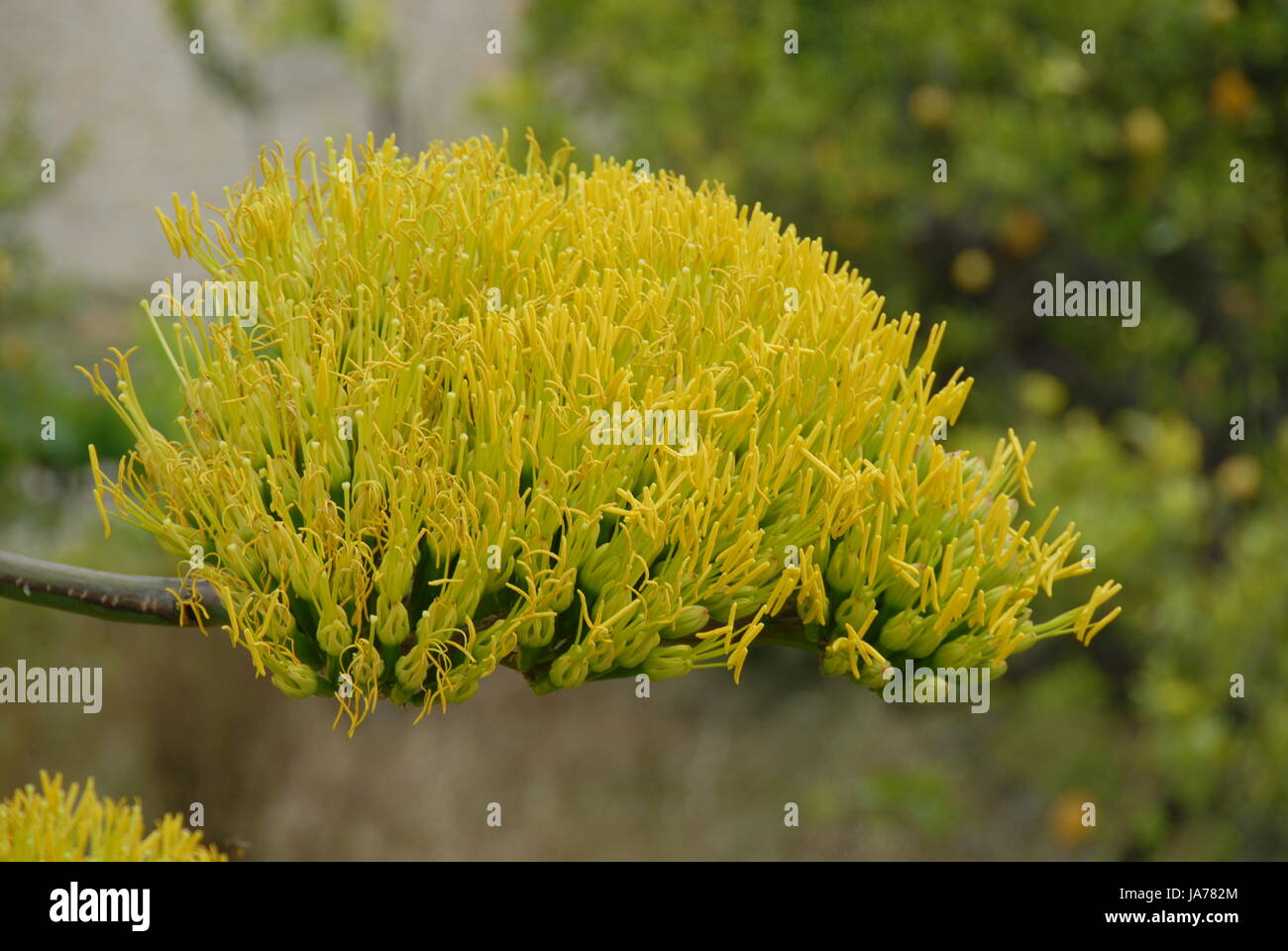 agave in spain Stock Photo - Alamy