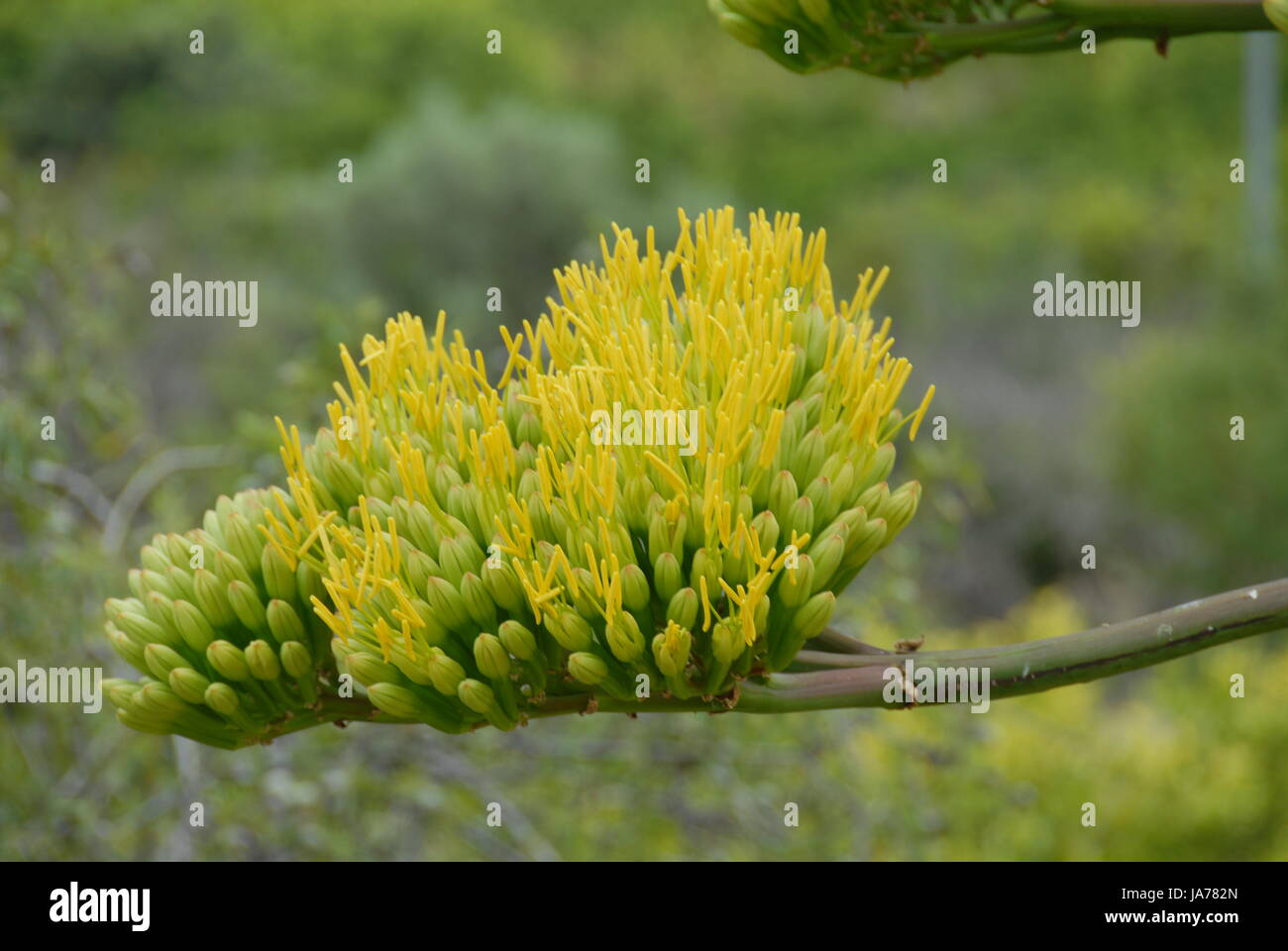 leaves, biological, grow, plant, nature, worms eye, life, exist ...