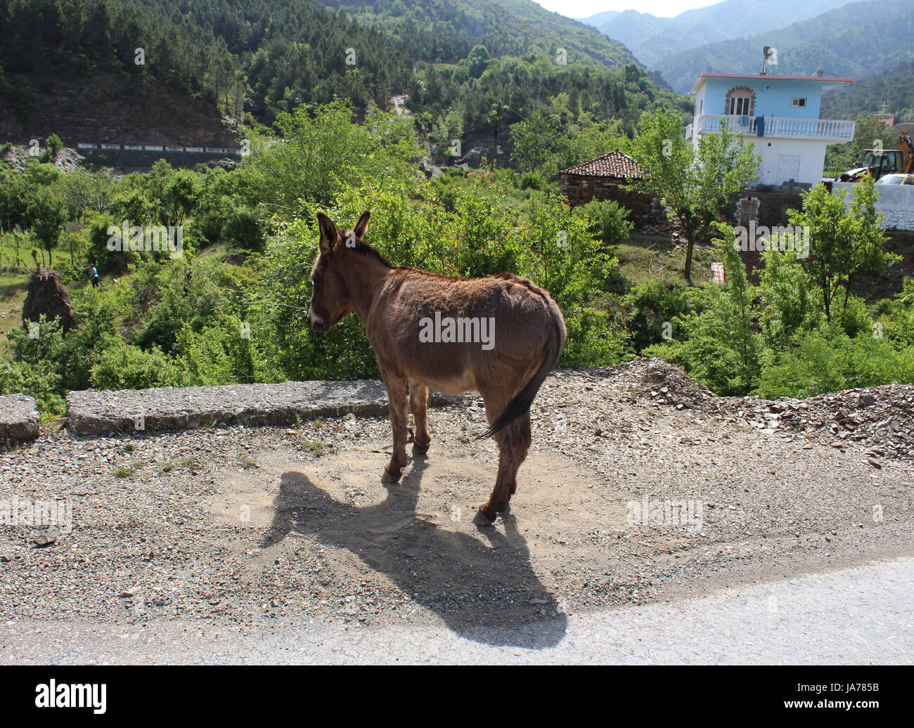 obstinate, mammals, livestock, donkey, tree, fight, fighting, horse ...