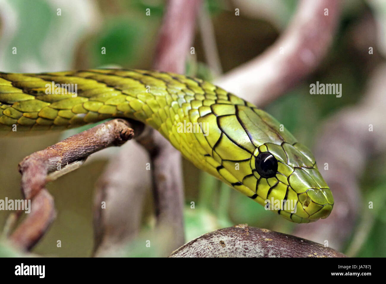 green, snake, poisonous snake, green, eye, organ, terrarium, pupil ...