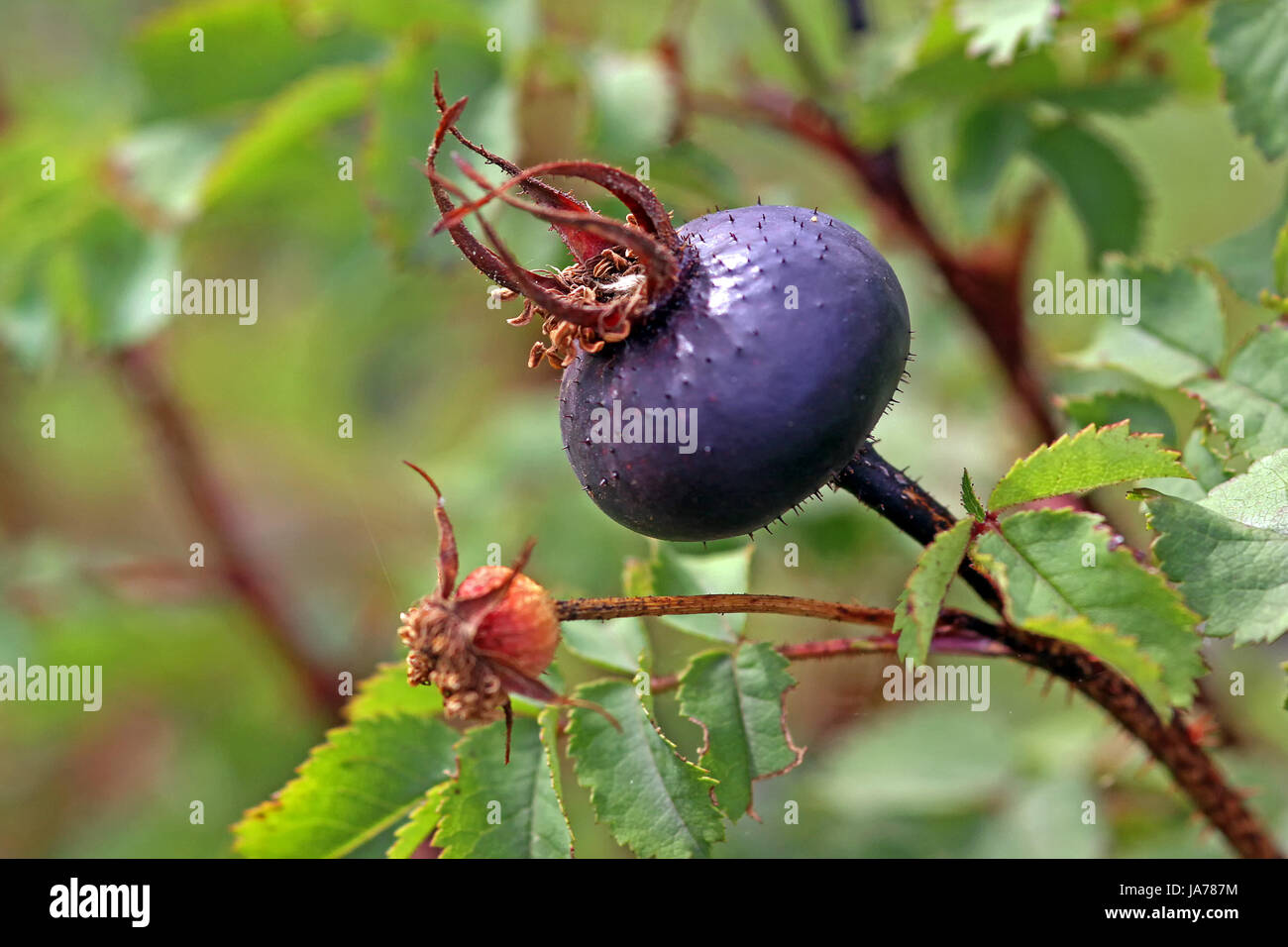 black, swarthy, jetblack, deep black, bright, shiny, haw, flower, rose ...
