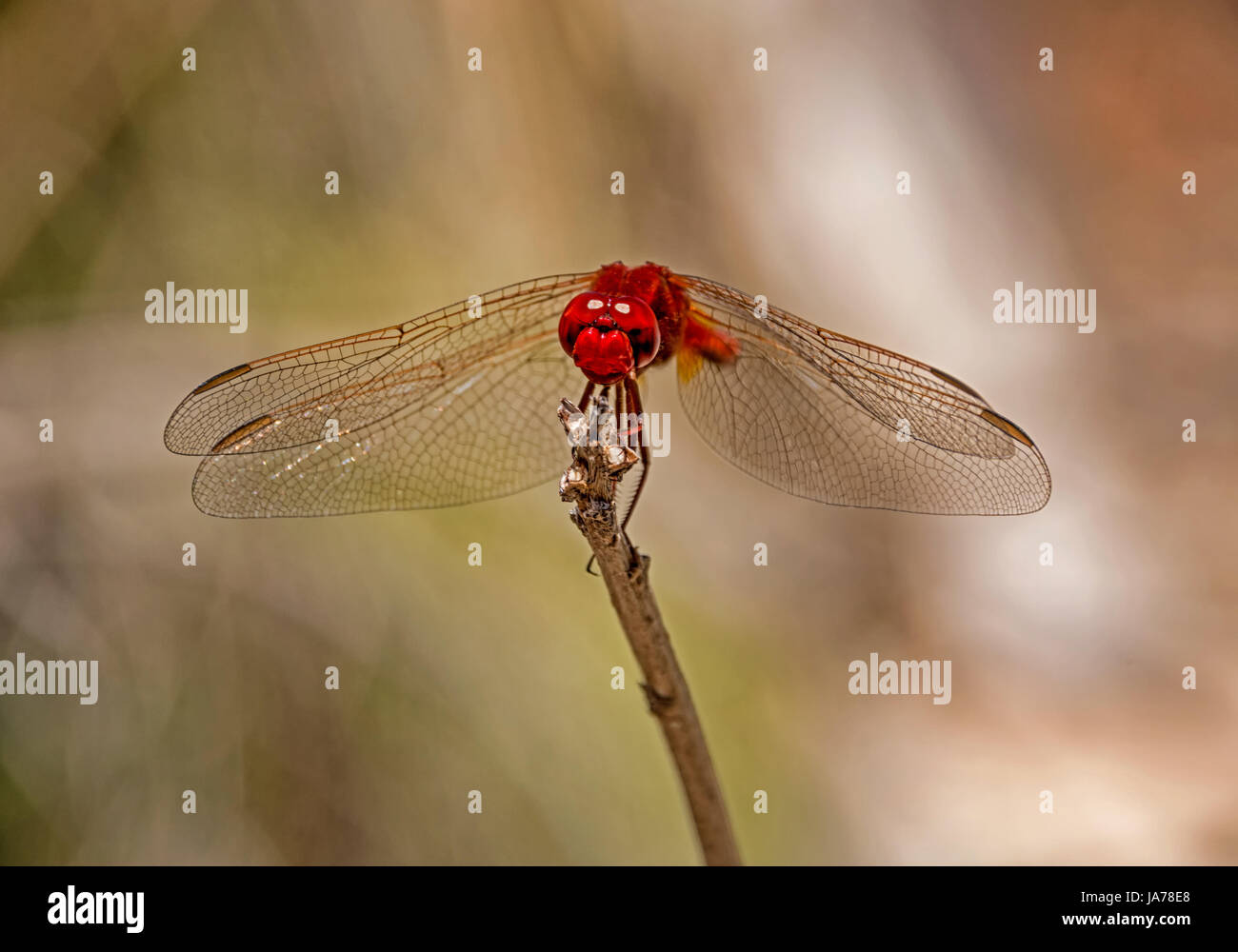 African dragonflies hi-res stock photography and images - Alamy