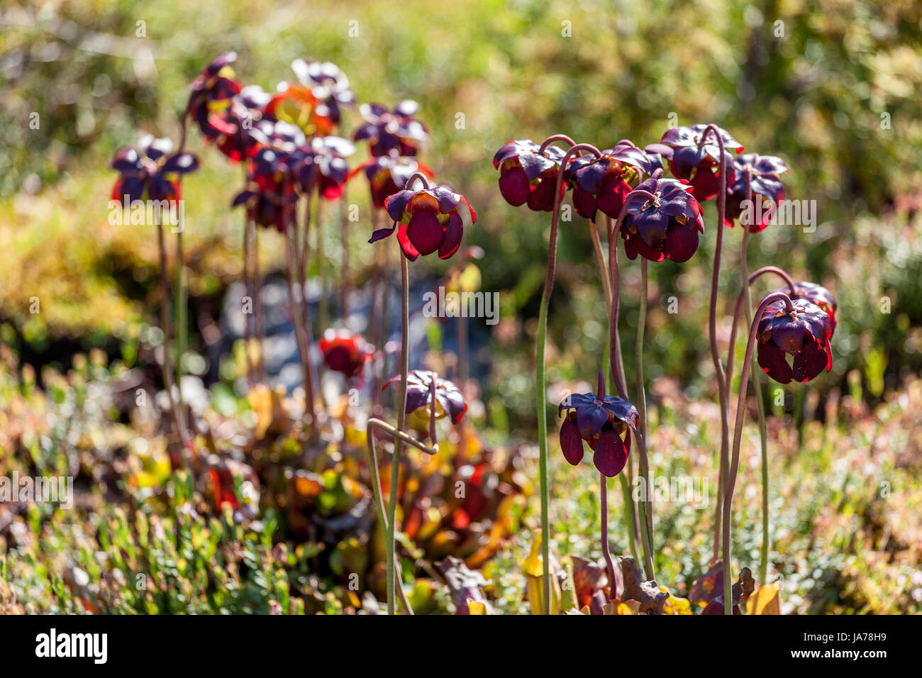 Sarracenia purpurea, Purple pitcher plant, northern pitcher plant, or ...
