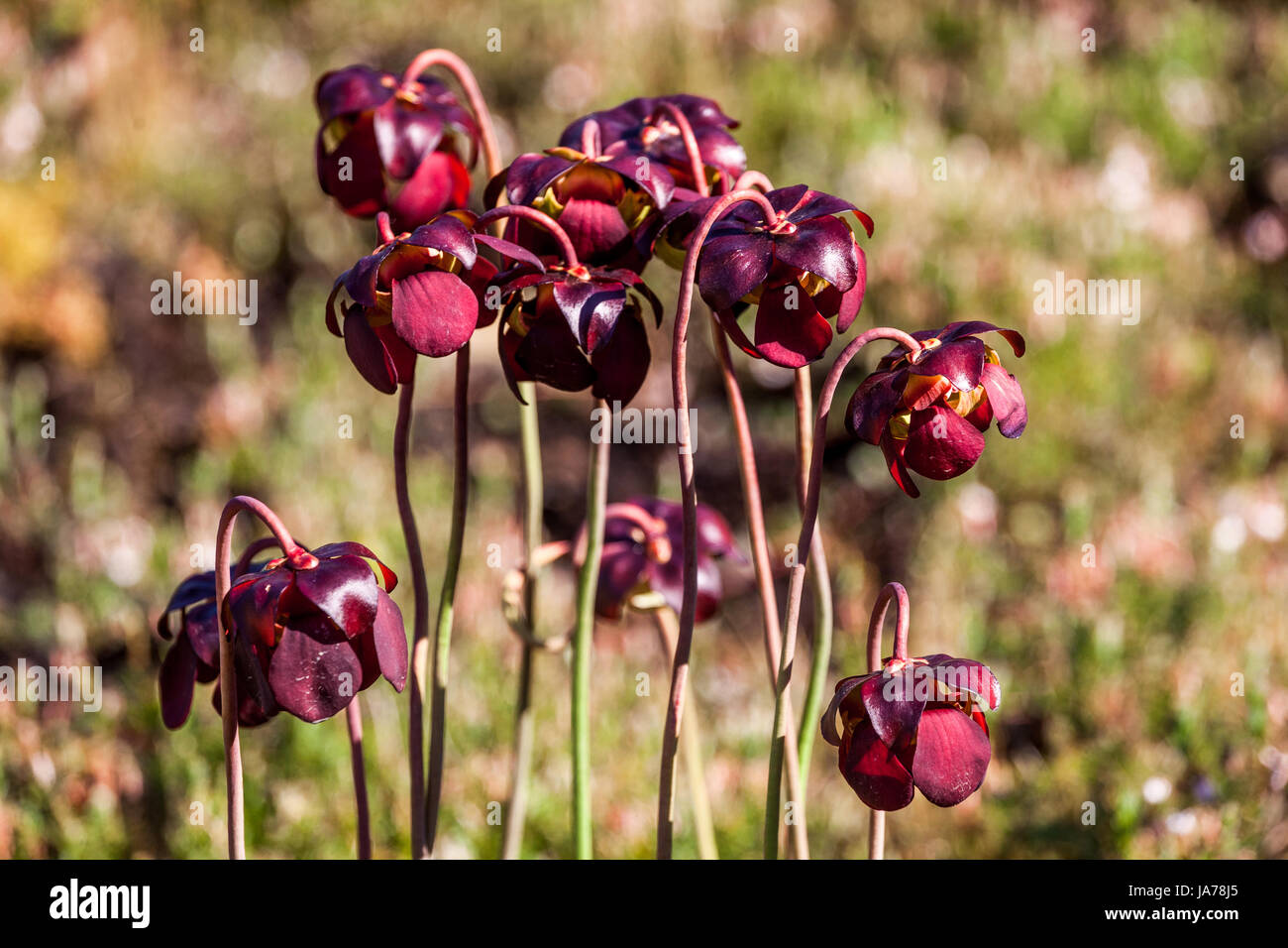 Sarracenia purpurea, Purple pitcher plant, northern pitcher plant, or ...