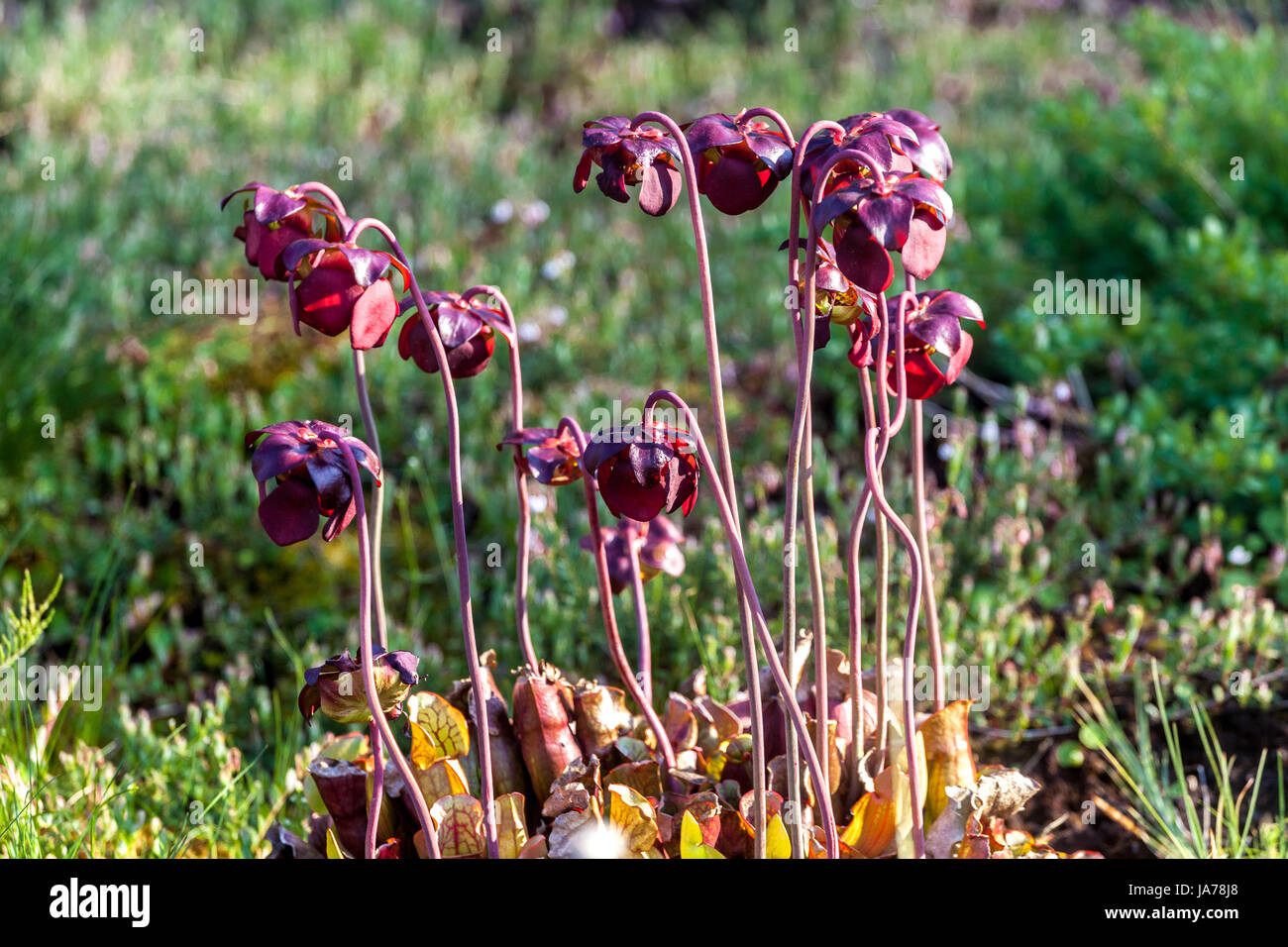 Sarracenia purpurea, Purple pitcher plant, northern pitcher plant, or ...