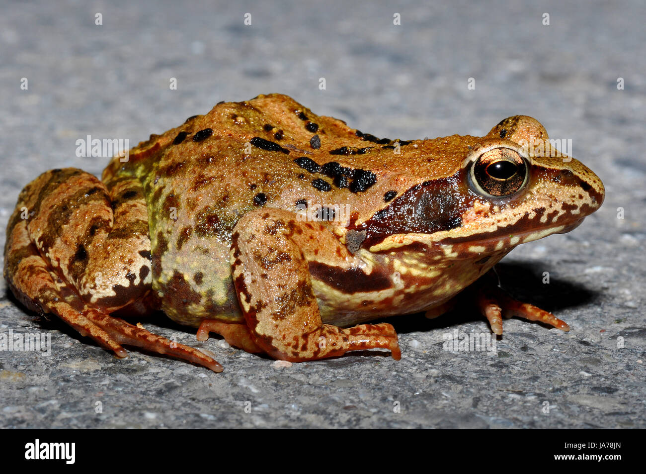 frog on the forest path Stock Photo - Alamy