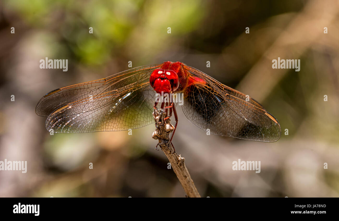 African dragonflies hi-res stock photography and images - Alamy