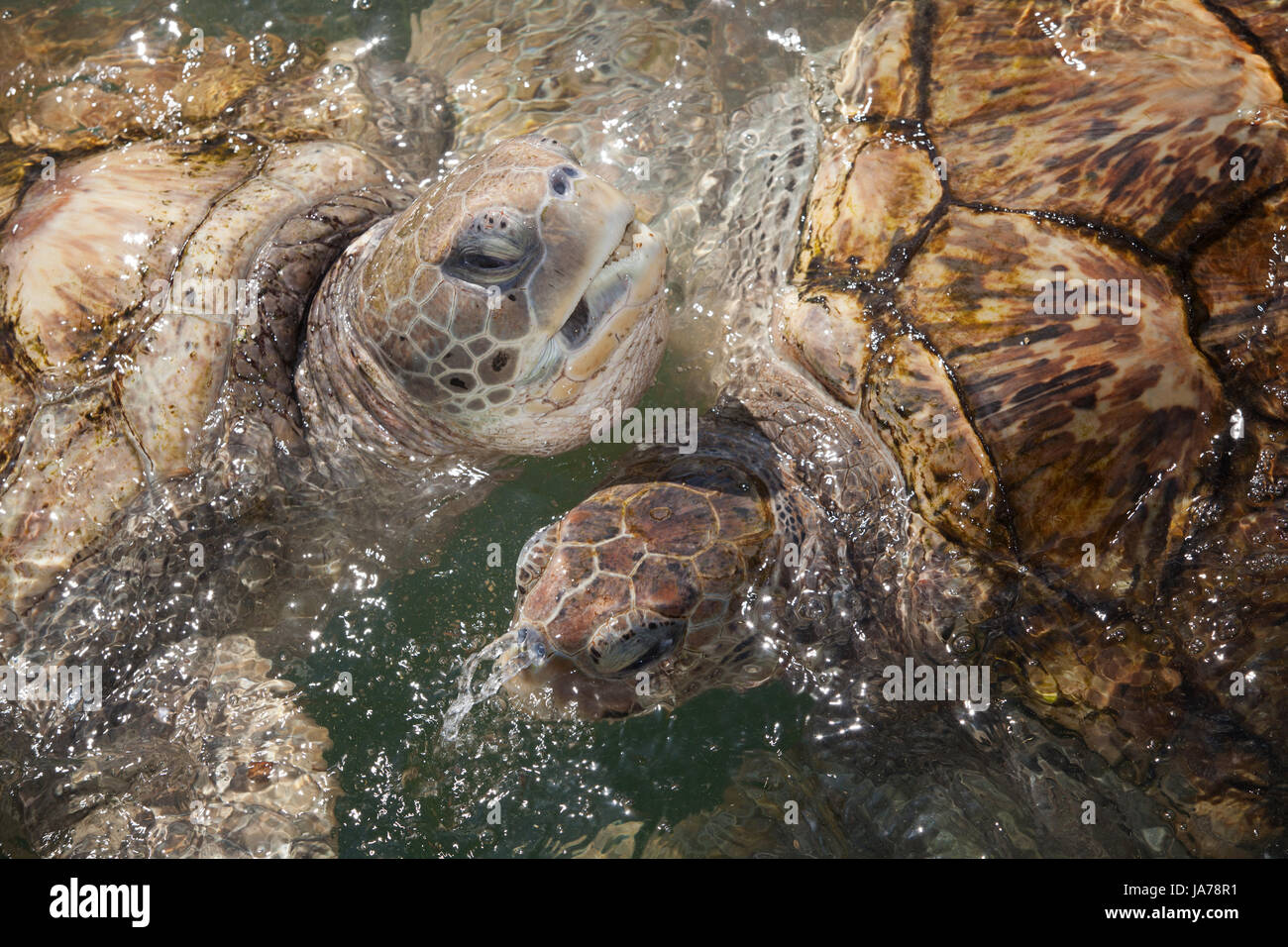 big, large, enormous, extreme, powerful, imposing, immense, relevant ...