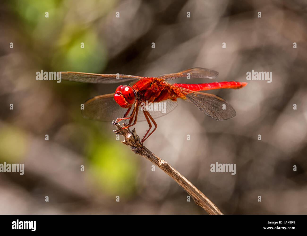 African dragonflies hi-res stock photography and images - Alamy