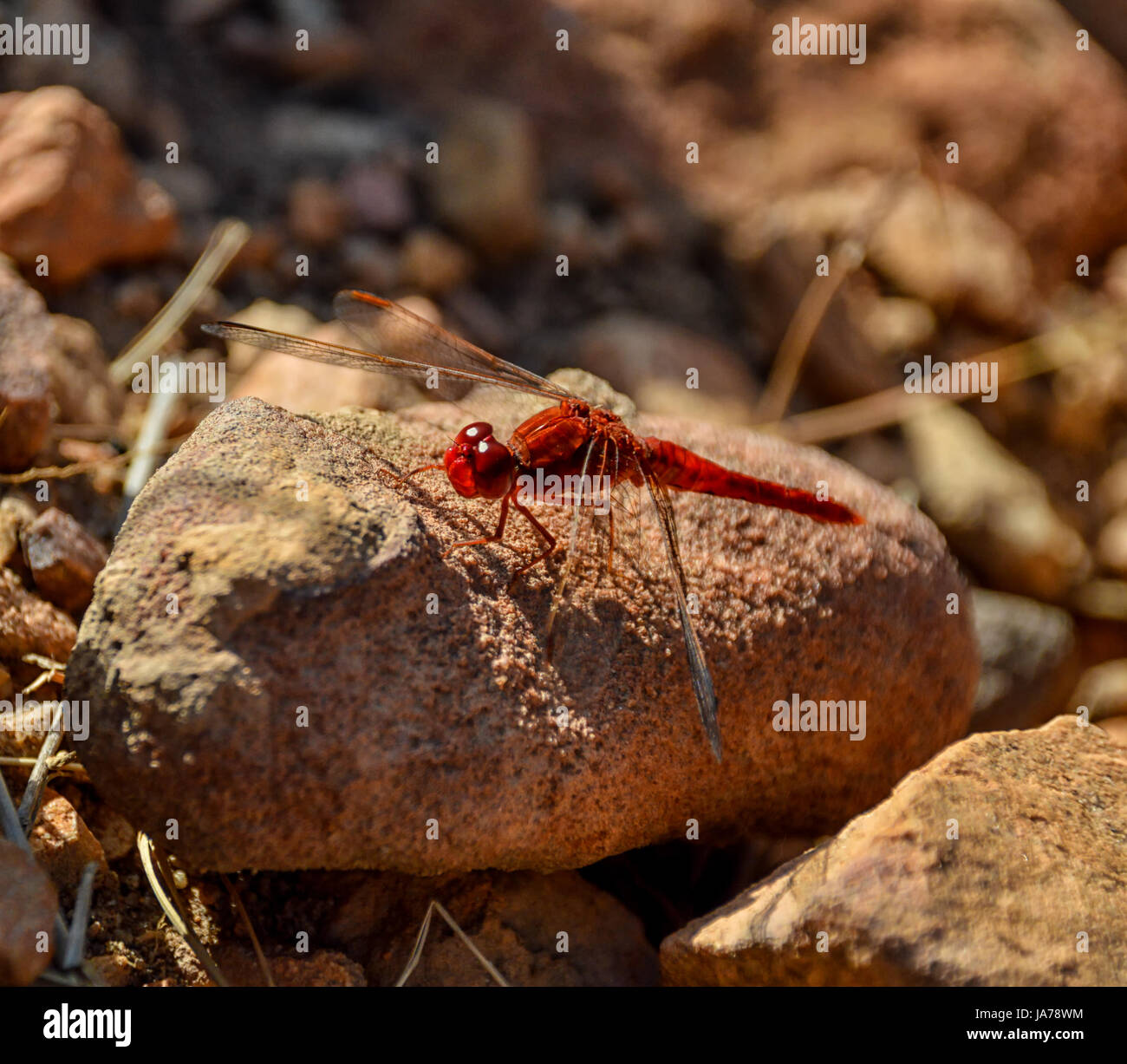 African dragonflies hi-res stock photography and images - Alamy