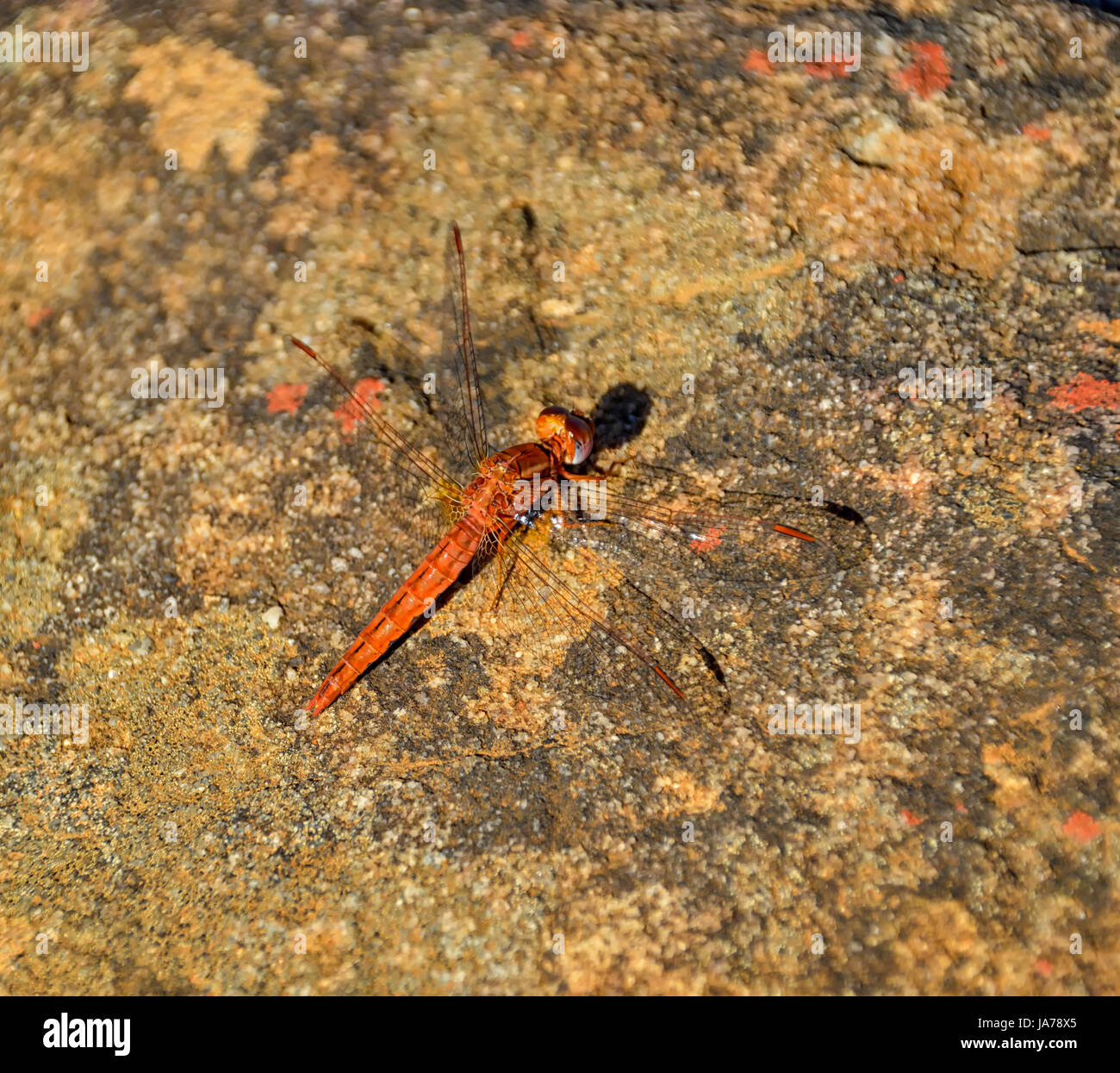 African dragonflies hi-res stock photography and images - Alamy