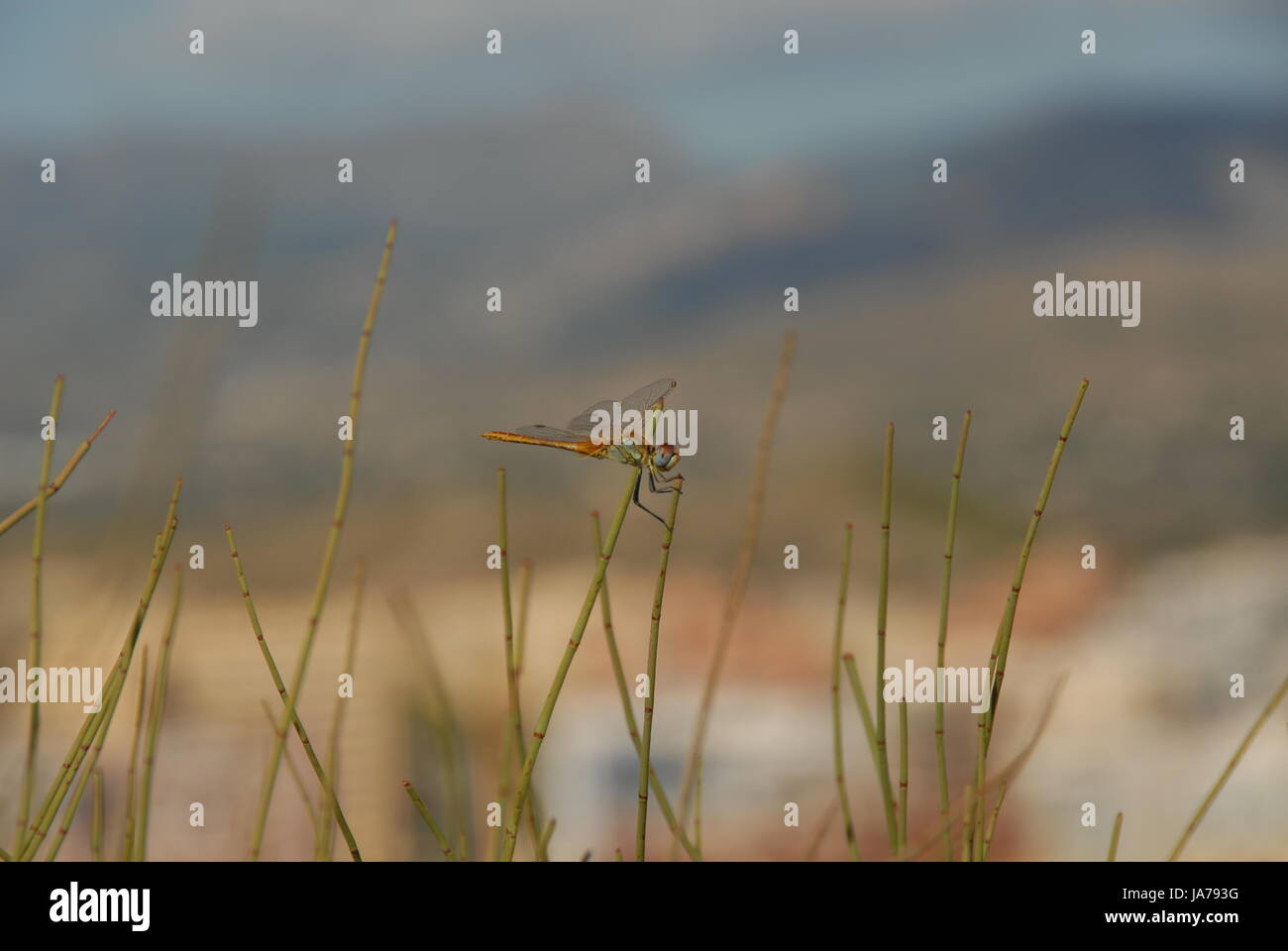 dragonfly, blade, meadow, grass, lawn, green, fly, flies, flys, flying ...