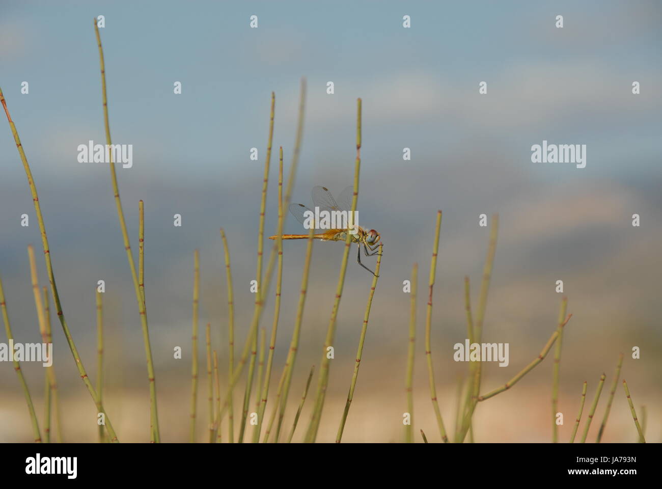 dragonfly, blade, meadow, grass, lawn, green, fly, flies, flys, flying ...