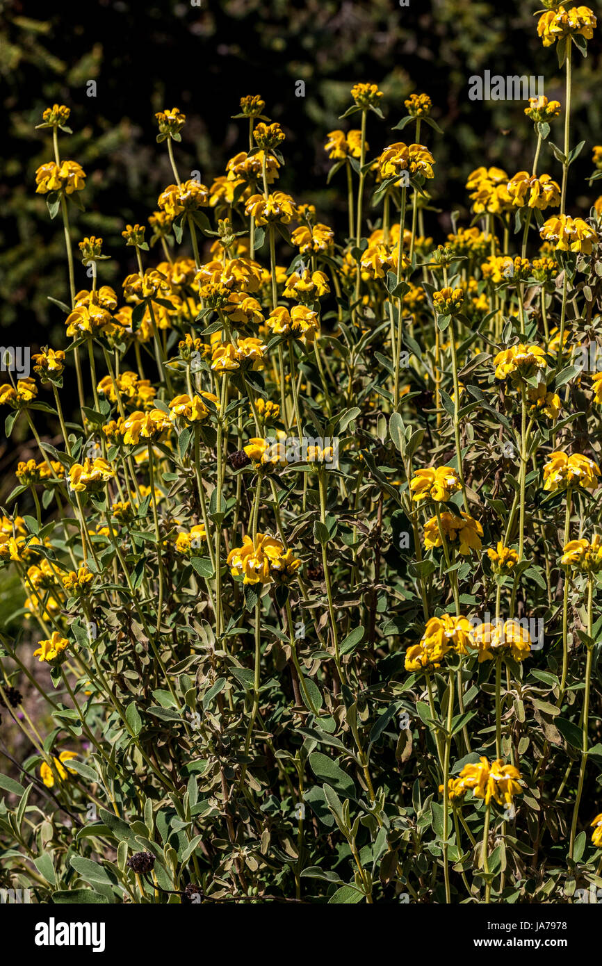 Jerusalem sage: phlomis fruticosa hi-res stock photography and images ...