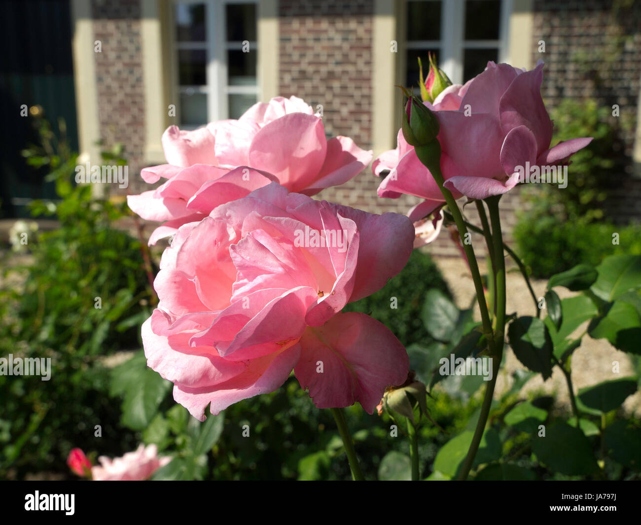 flower, plant, rose, bloom, blossom, flourish, flourishing, summer ...