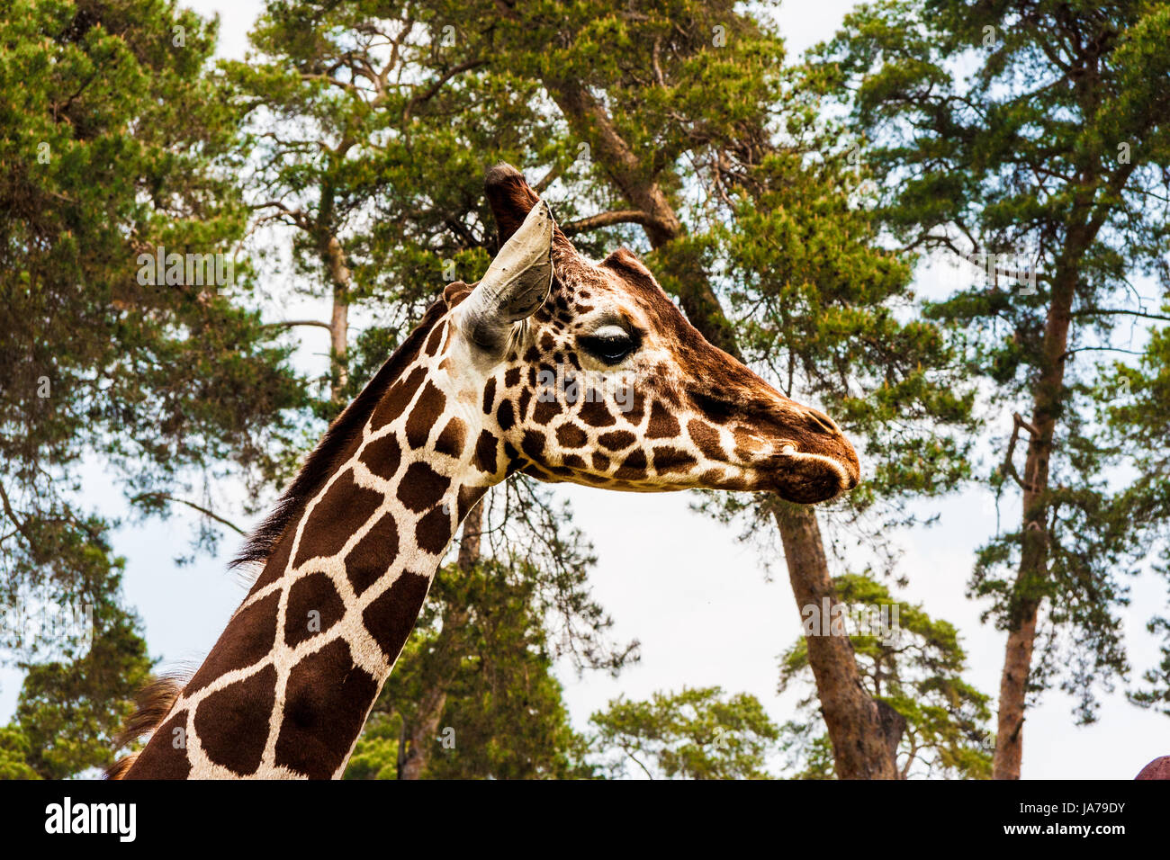 animal, africa, wildlife, safari, long, giraffe, neck, nature ...