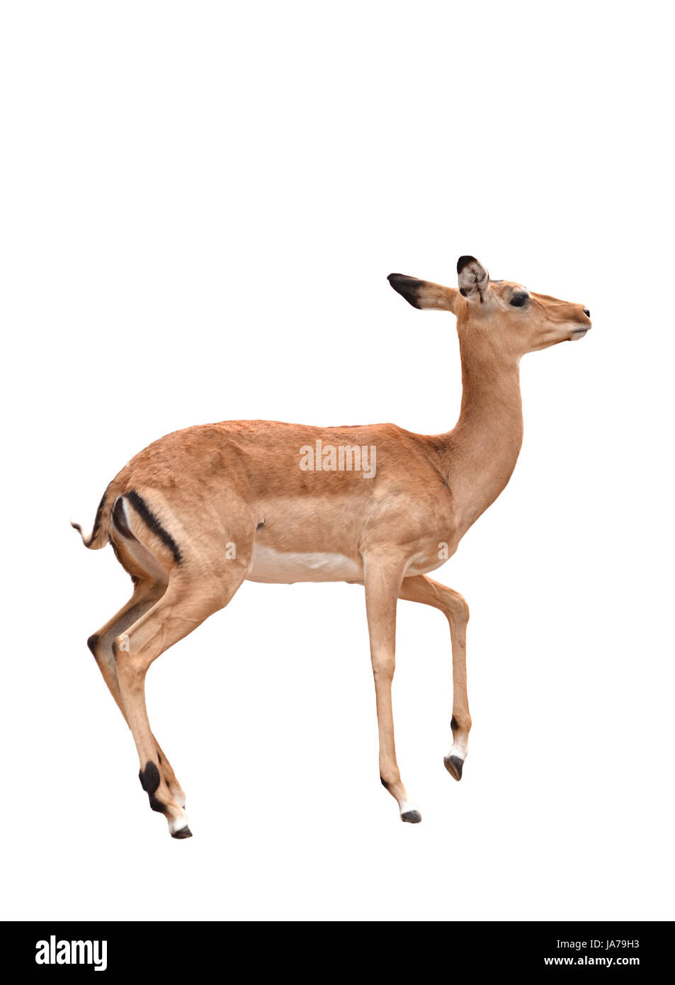 isolated, female, animal, mammal, fauna, wild, africa, wildlife ...