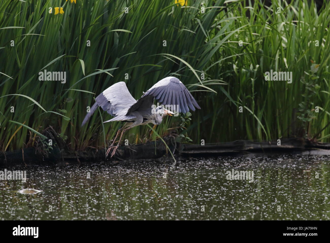 Fish wings hi-res stock photography and images - Alamy