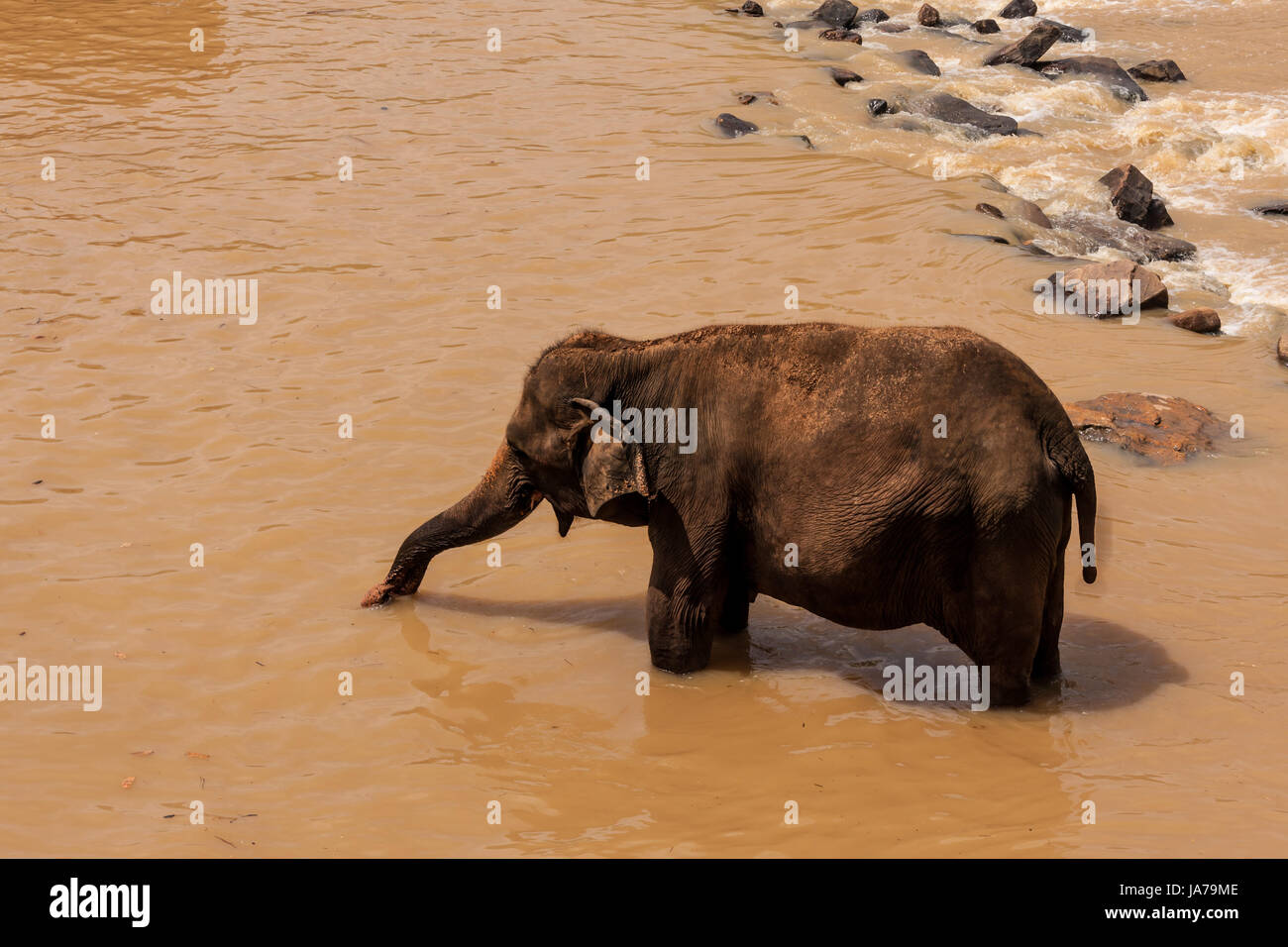 animal, elephant, conservation of nature, wildlife, nature, trunk, legs ...