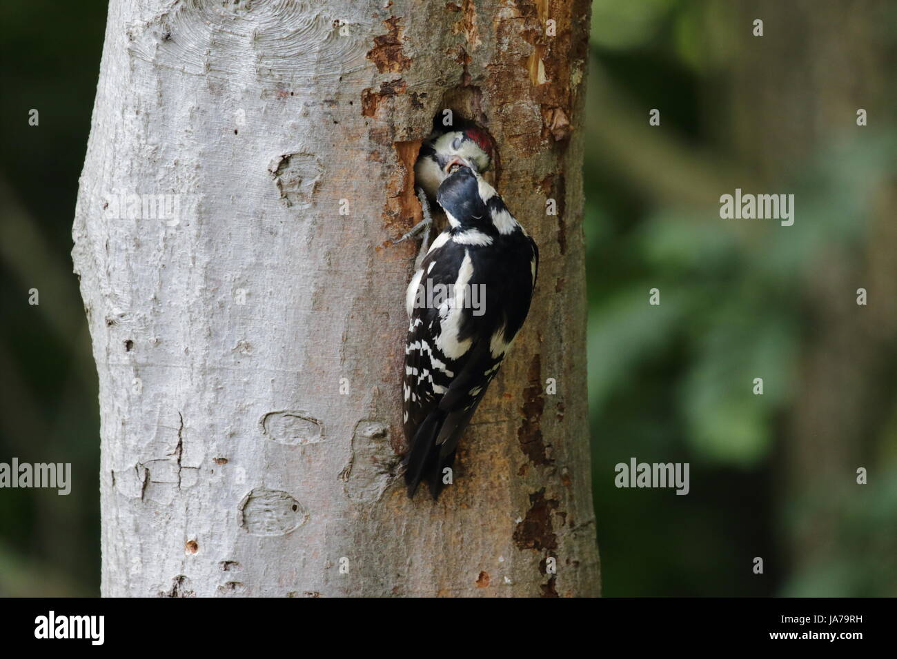 Great spotted woodpecker feeding chick Stock Photo - Alamy