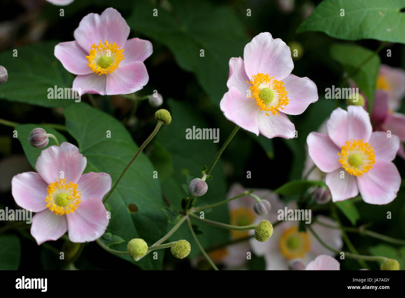 garden, green, delicate, filigree, easy, anemone, gardens, pink, close ...