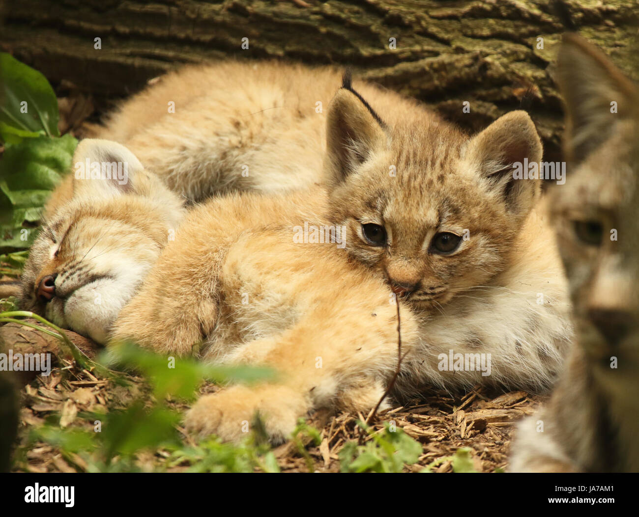 A pair of Canada Lynx kittens cuddling as their mother looks on Stock ...