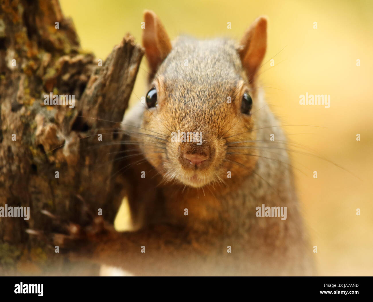 Male squirrel hi-res stock photography and images - Alamy
