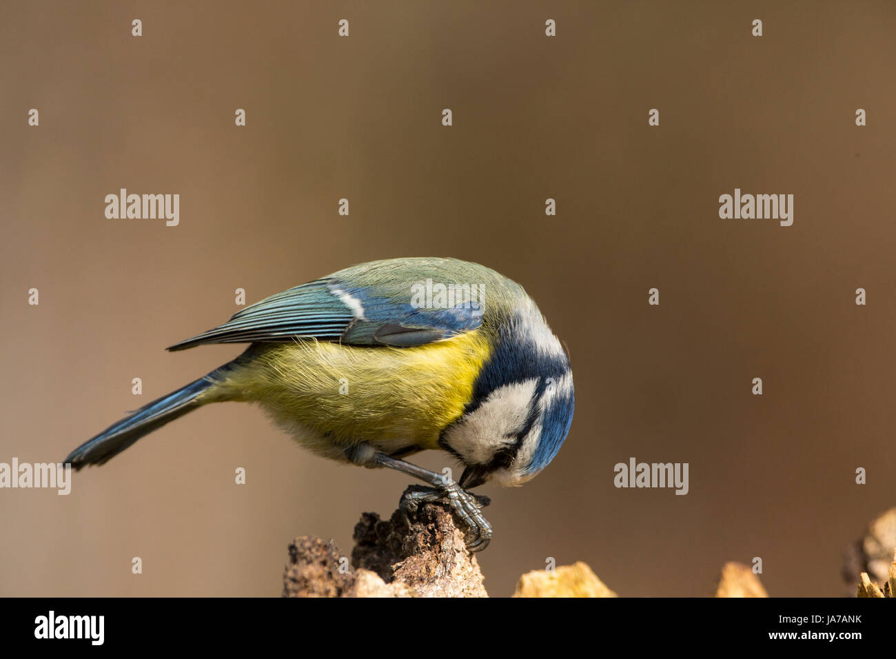 blue, animal, bird, wild, animals, birds, blank, european, caucasian ...