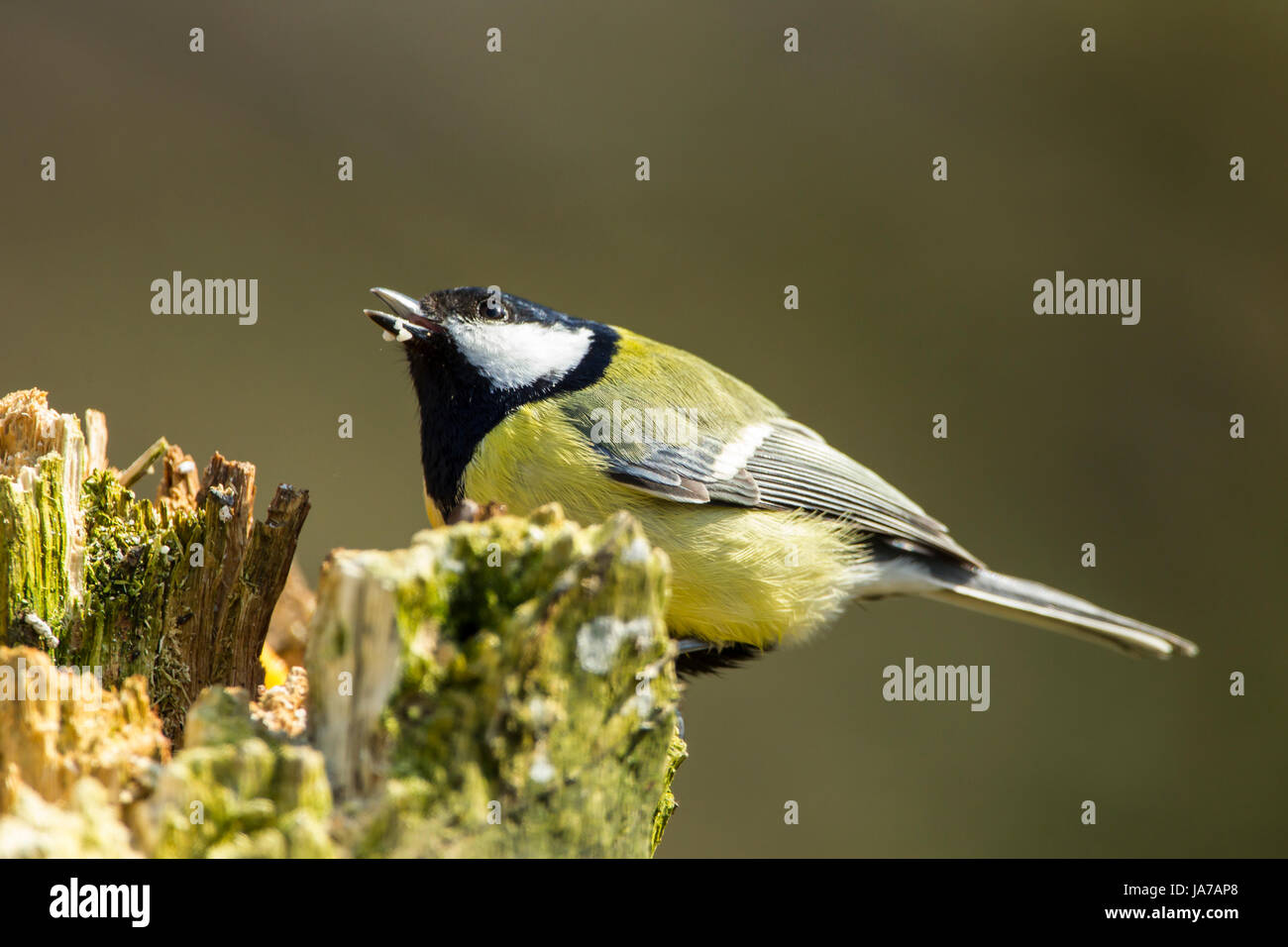 animal, bird, wild, animals, black, swarthy, jetblack, deep black ...