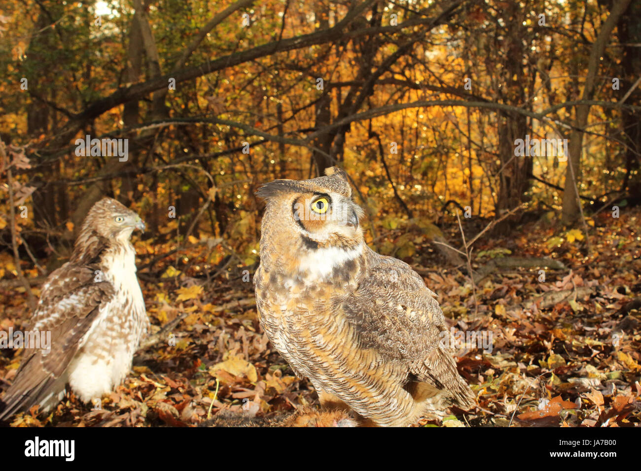 A Great Horned Owl and Red-tailed Hawk pausing while scavenging from a ...