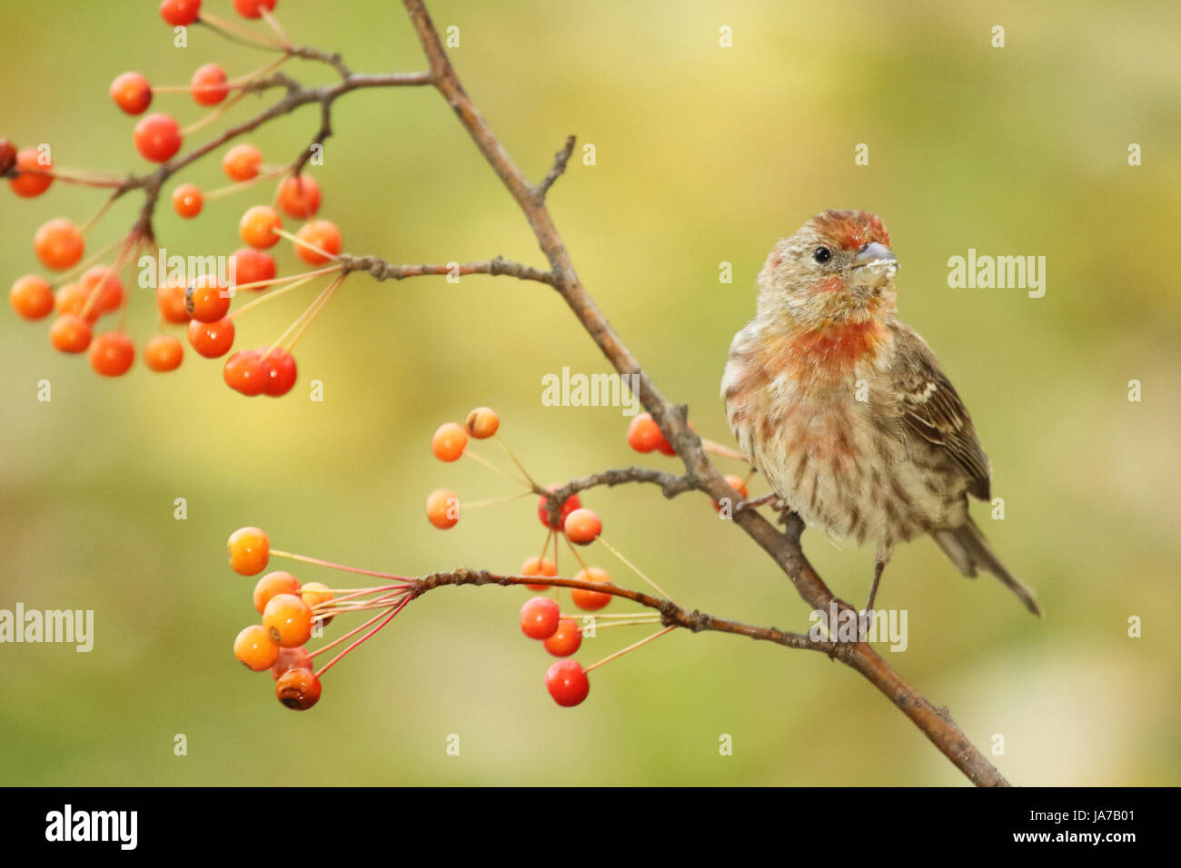 The colors of a House Finch accented by berries during autumn in the ...