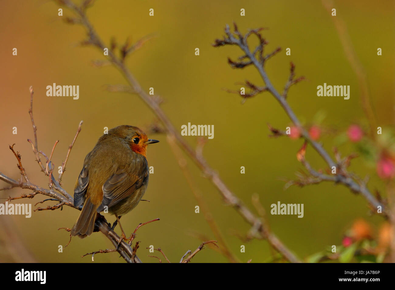 robin on branch Stock Photo - Alamy